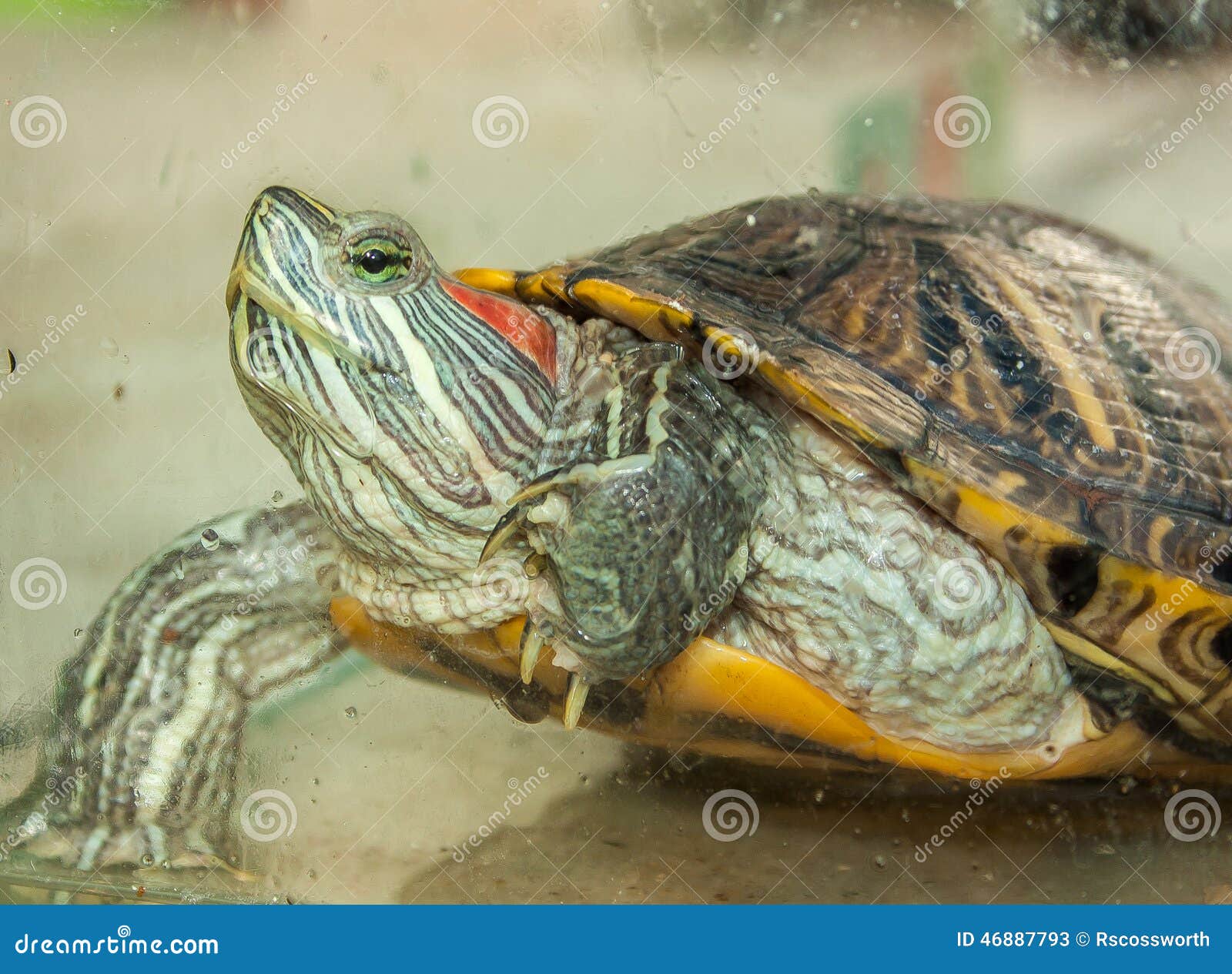 Fresh water turtle stock image. Image of fresh, closeup - 46887793