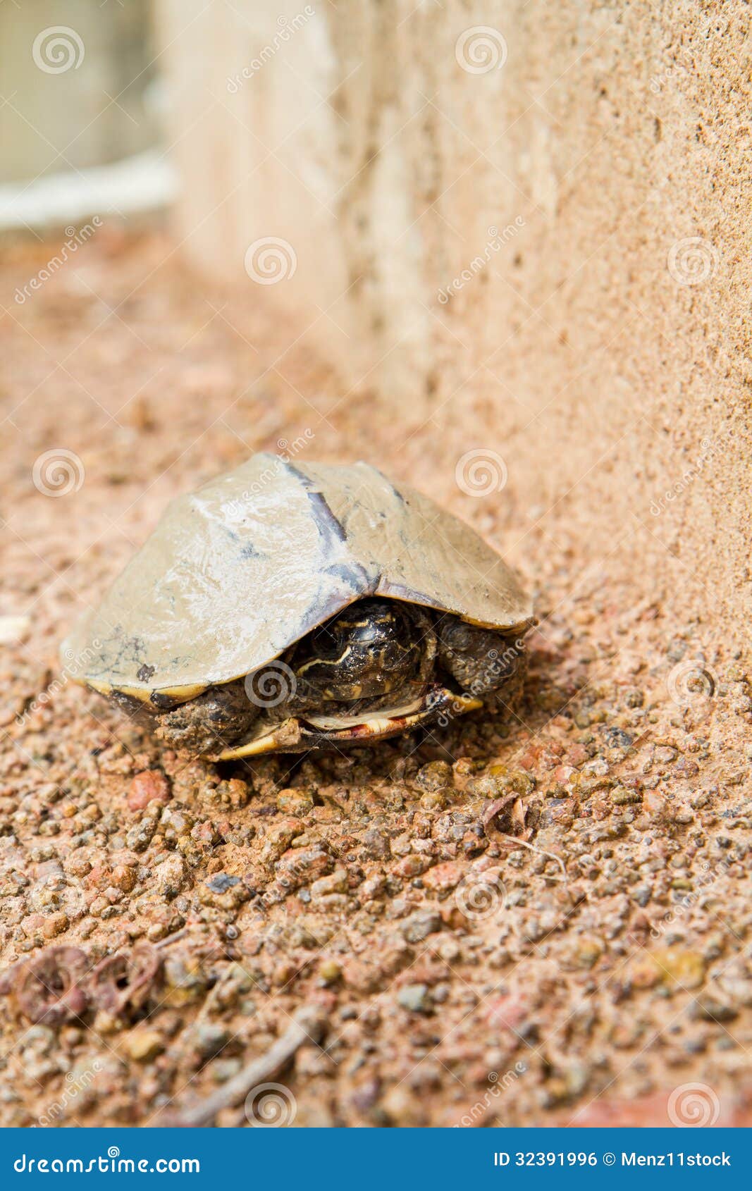 Fresh water turtle dirty stock photo. Image of surface - 32391996