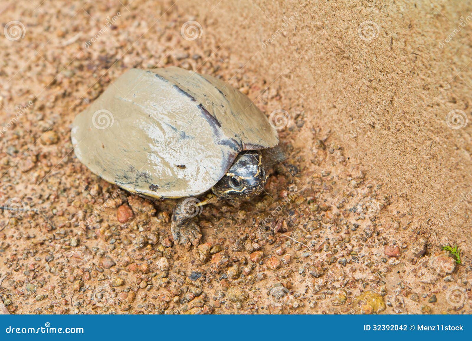 Fresh water turtle dirty stock photo. Image of fresh - 32392042