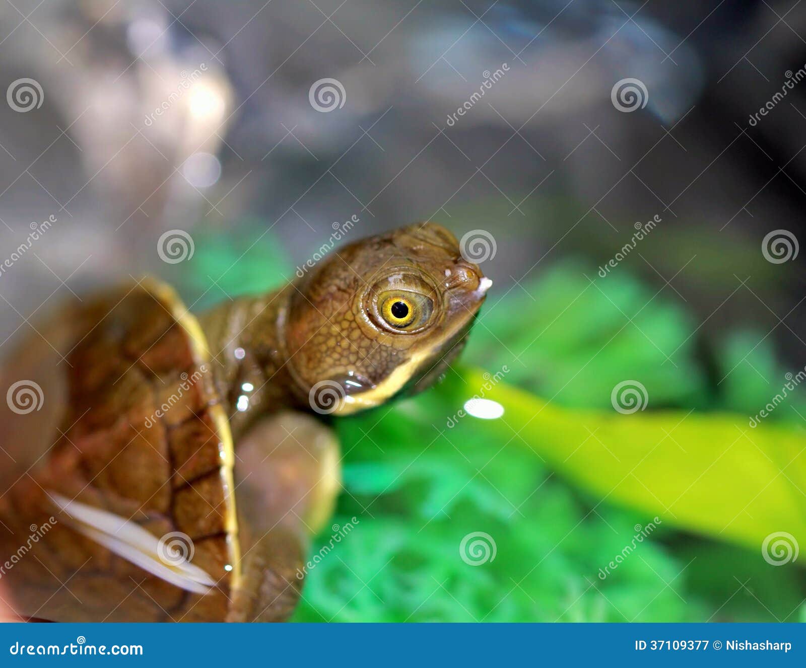 Fresh Water Turtle Hatchling Stock Image - Image of tortoise ...