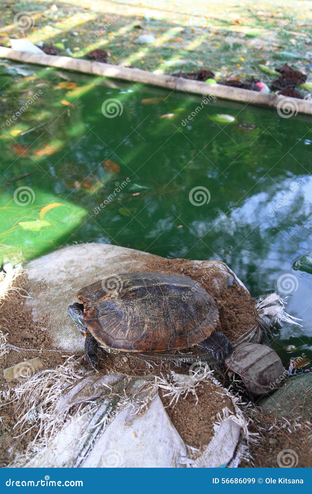 Fresh water turtle stock image. Image of local, chantaburi - 56686099