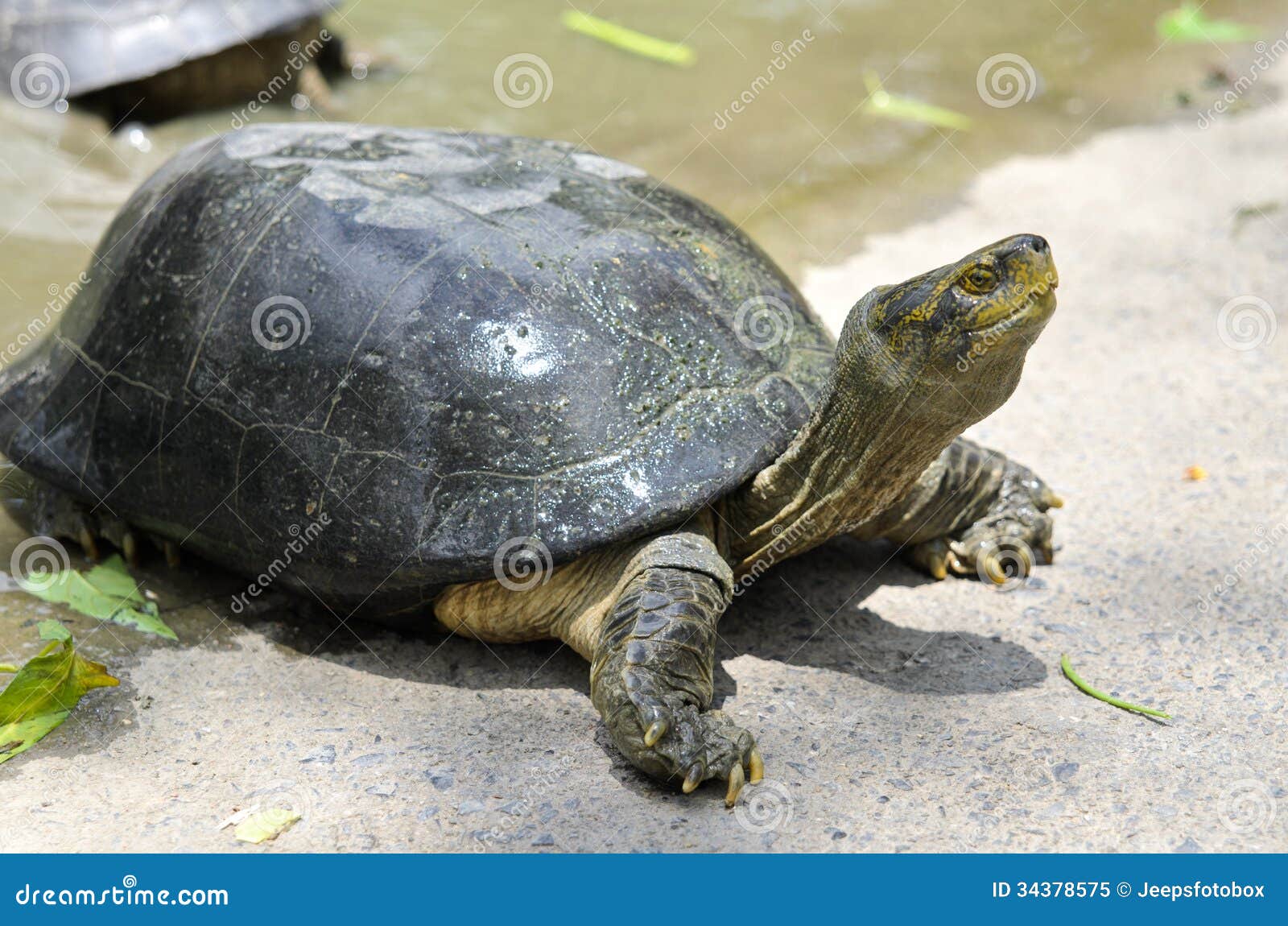 Fresh Water Turtle stock image. Image of amphibian, slow - 34378575