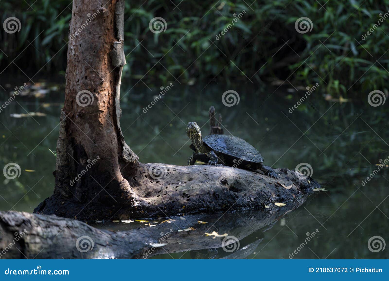 Fresh - water turtle stock photo. Image of ectotherms - 218637072