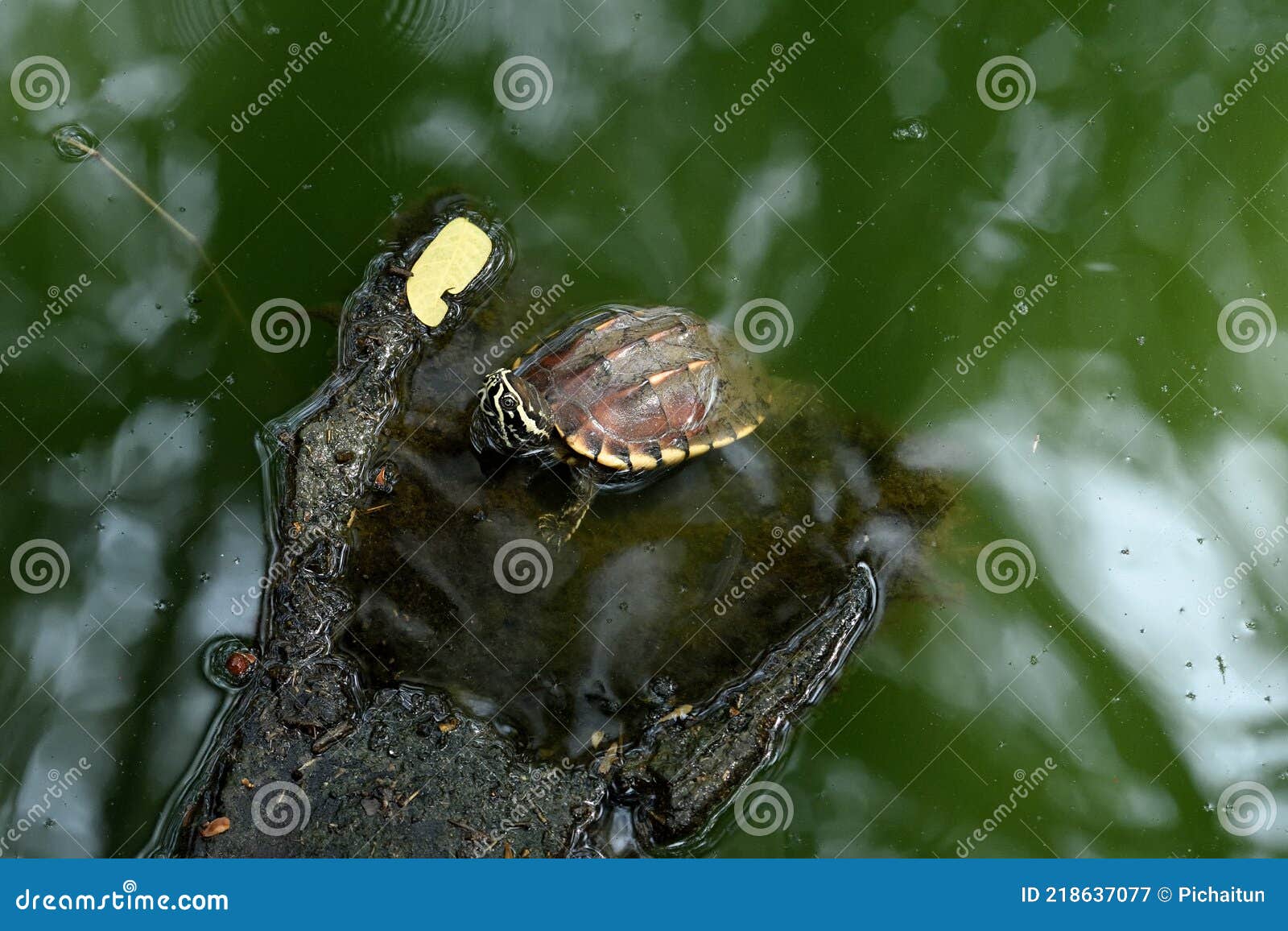 Fresh - water turtle stock image. Image of shield, shell - 218637077