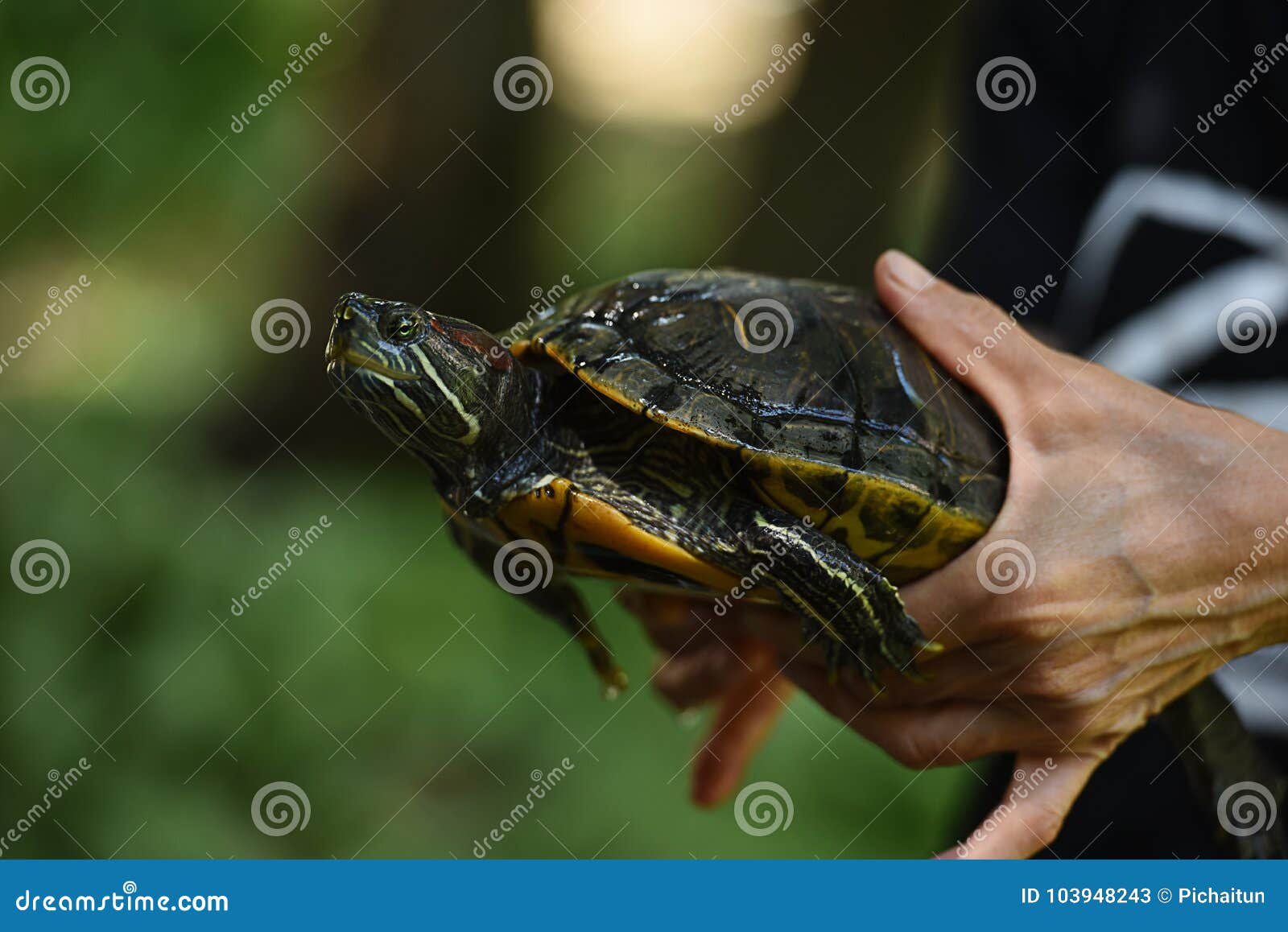 Turtle stock image. Image of animal, blooded, water - 103948243