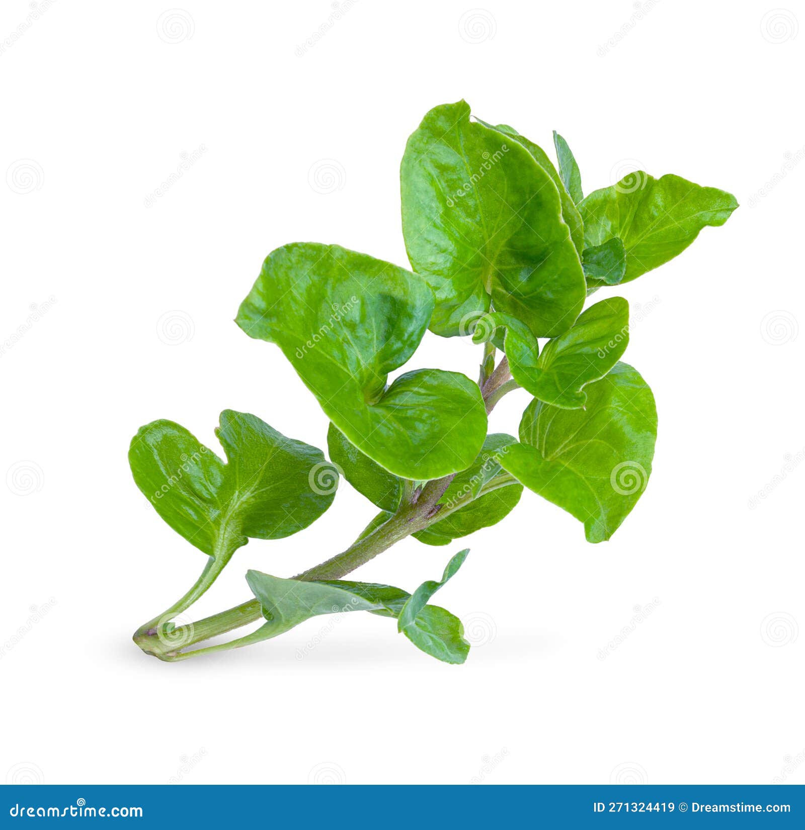 Fresh Watercress Isolated on White Background Stock Image - Image of ...