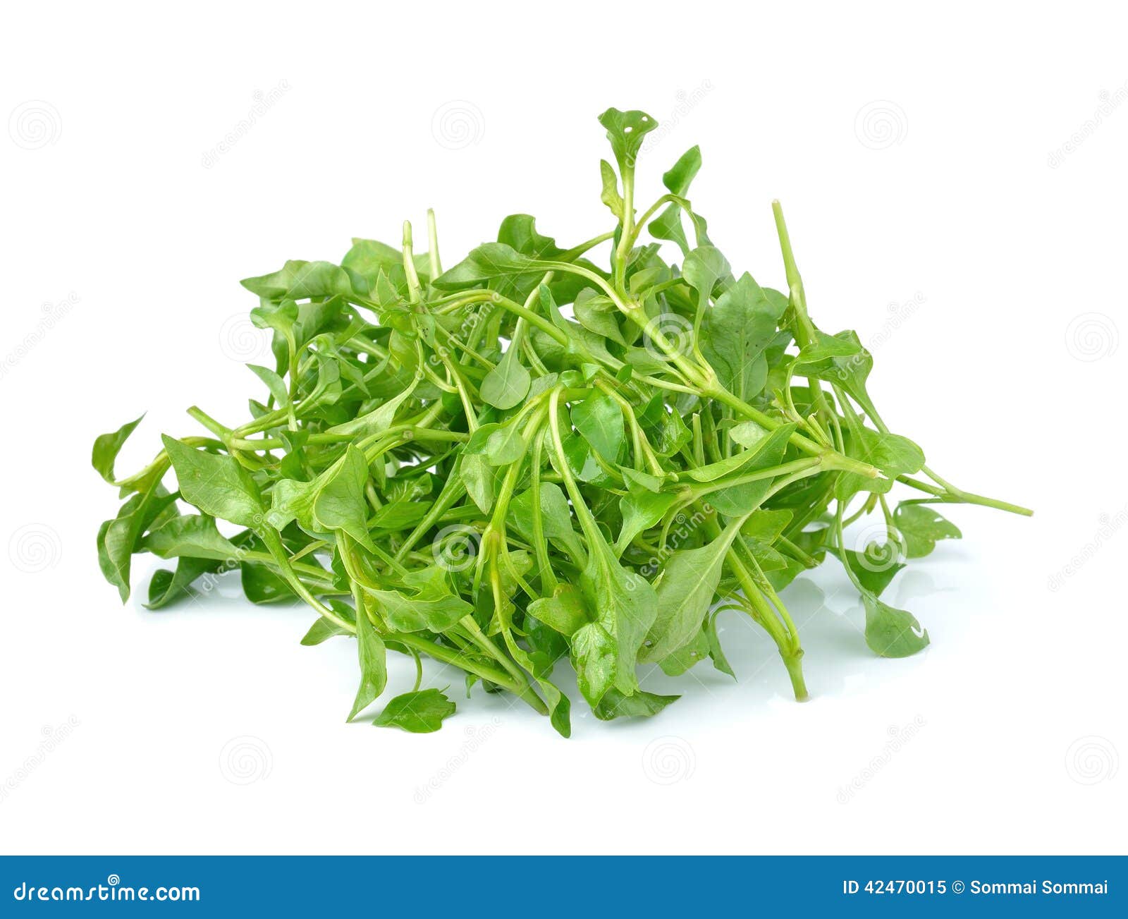Fresh Watercress Isolated on White Background Stock Image - Image of ...