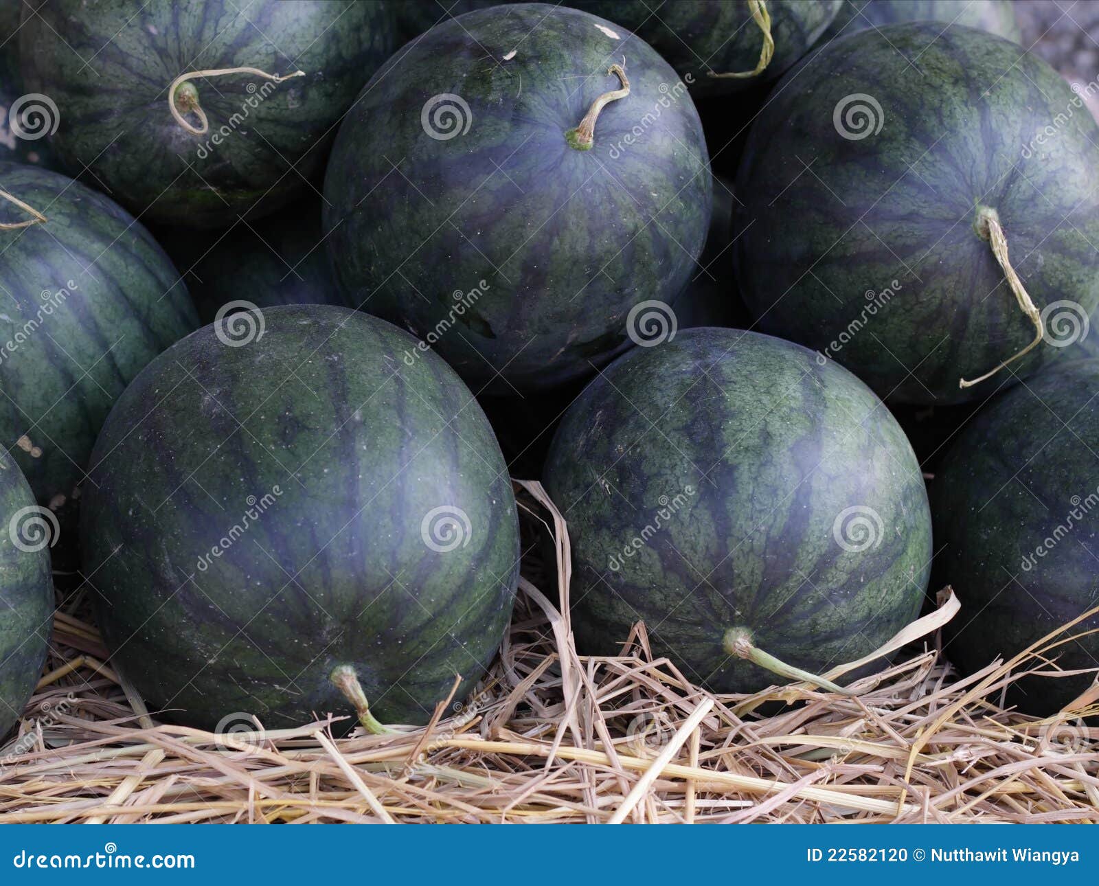 Fresh watermelon. stock photo. Image of plant, juicy - 22582120