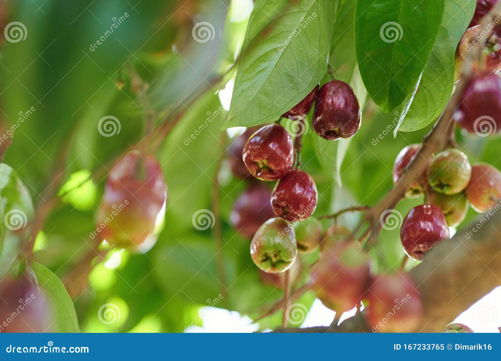 Fresh wax apple fruit stock image. Image of nature, fruit - 167233765