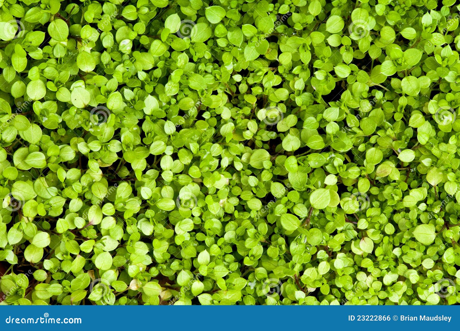 Fresh Weed Growth in the Spring. Stock Photo - Image of bright ...