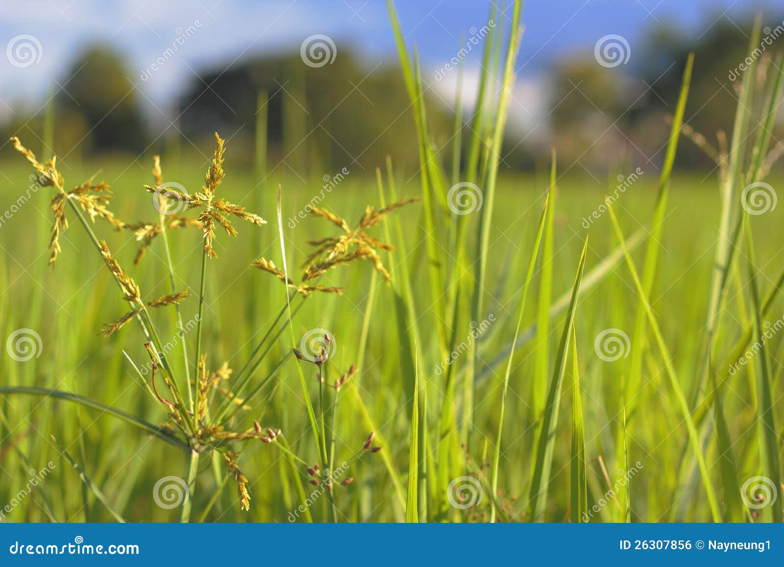 Fresh weed in rice fields stock photo. Image of lawn - 26307856