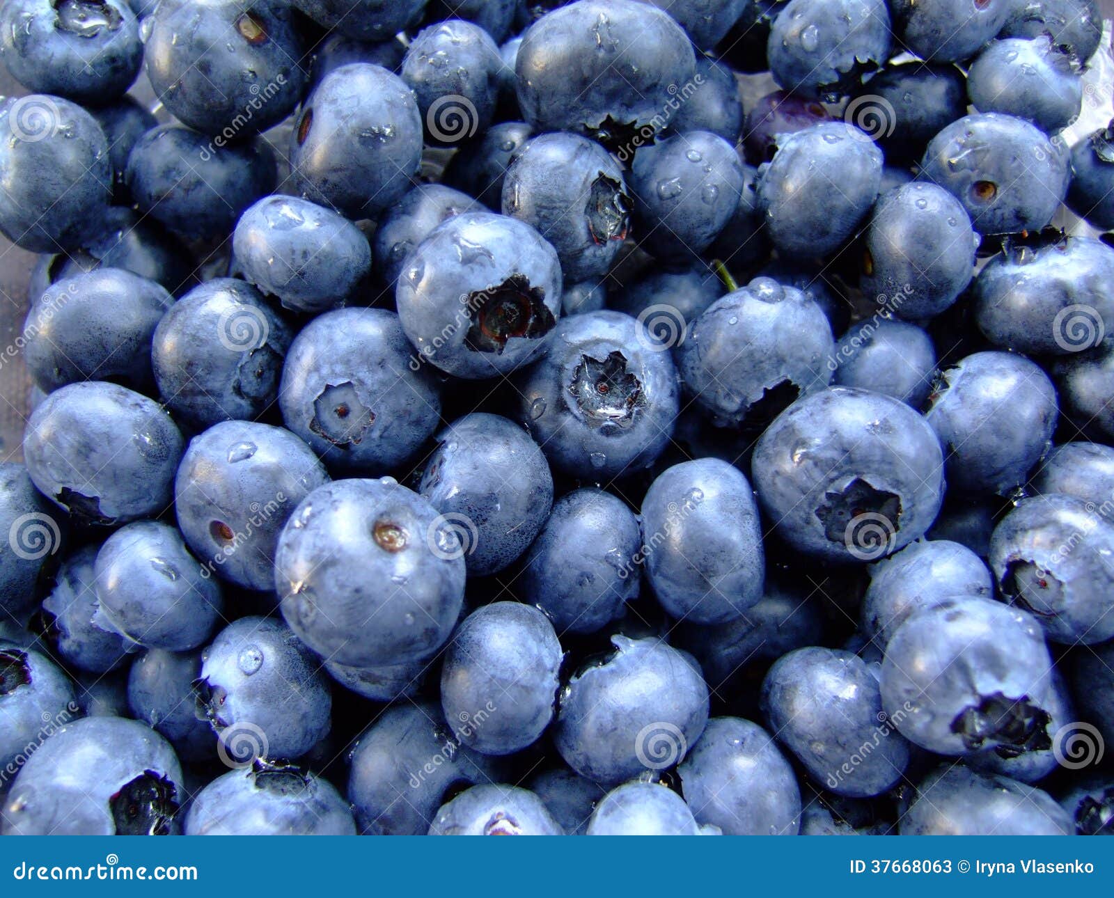 Fresh, Wet, Gleaming Blueberries Stock Image - Image of vegan, farming ...