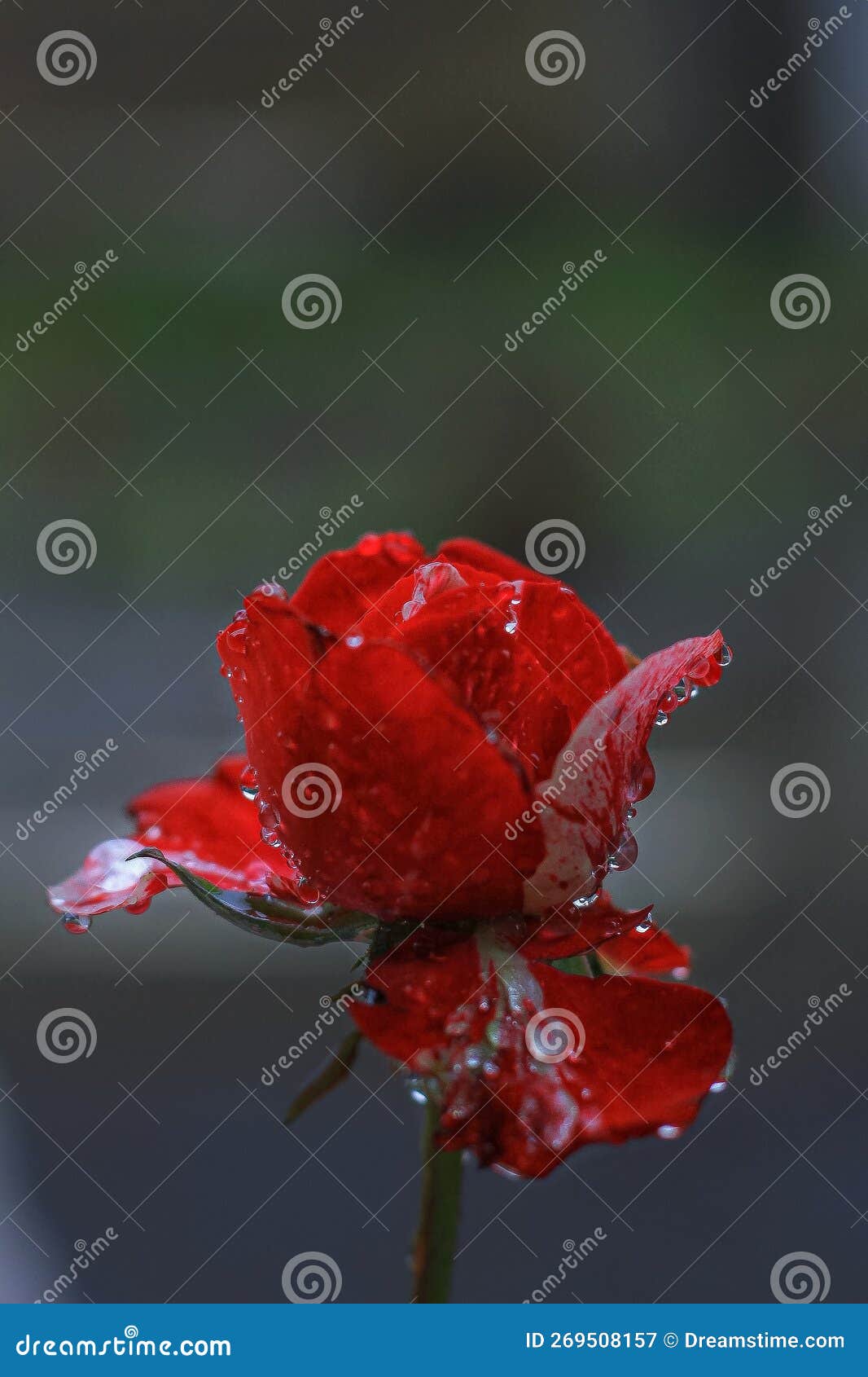 Fresh and Wet Red Roses Exposed To Raindrops Stock Image - Image of ...