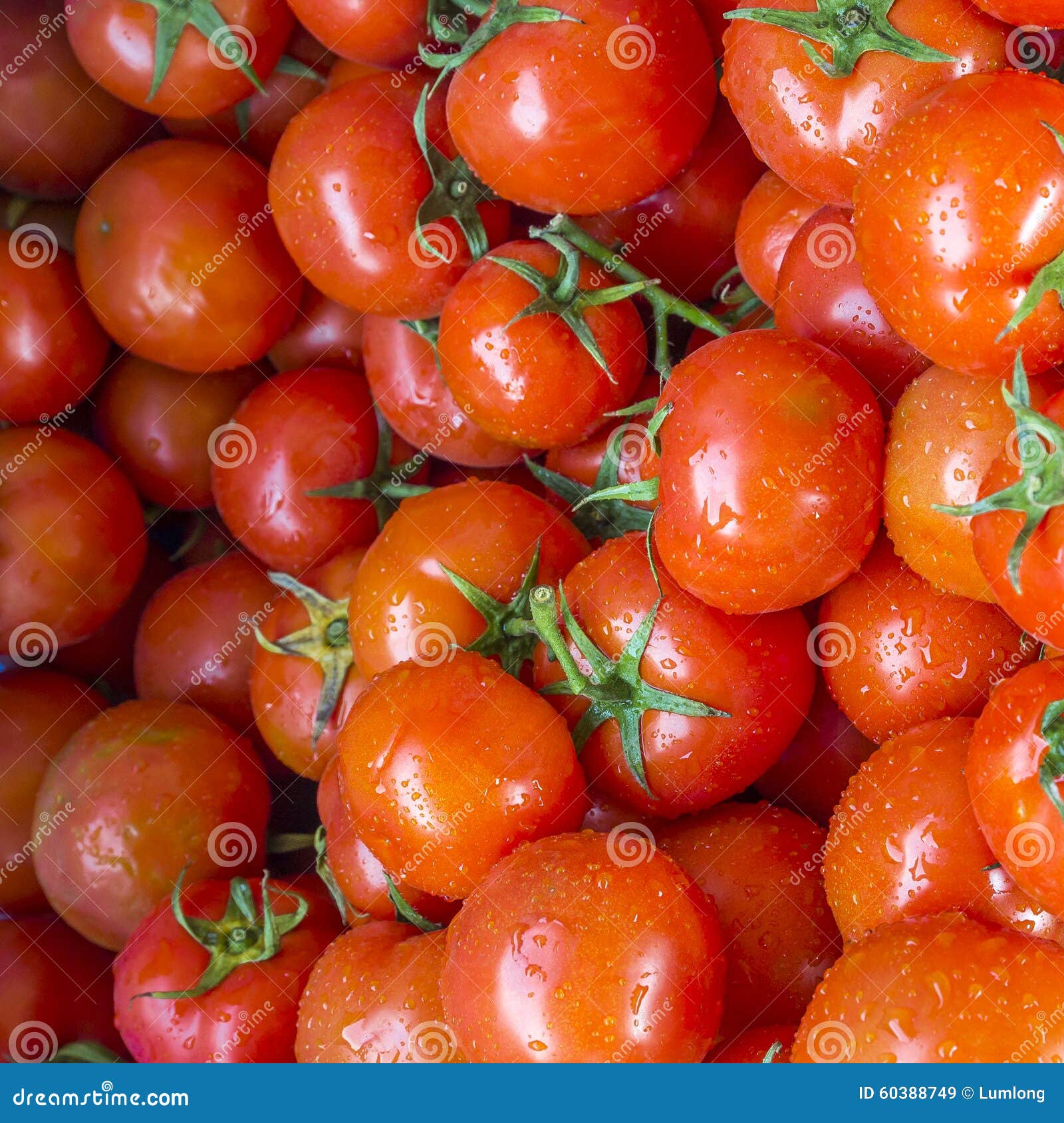 Fresh wet red tomato stock image. Image of healthy, close - 60388749