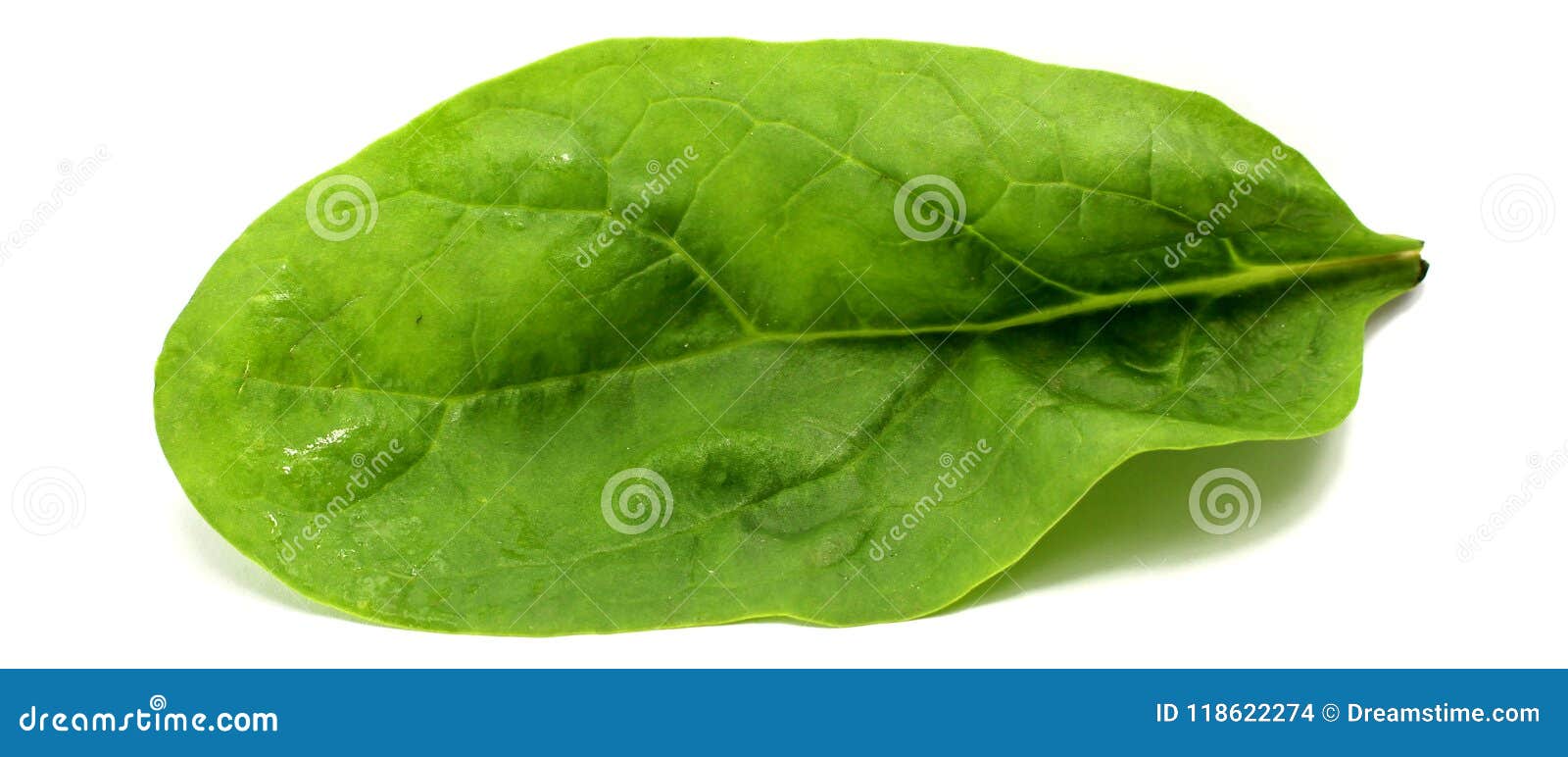Fresh wet spinach leaf stock photo. Image of white, real - 118622274