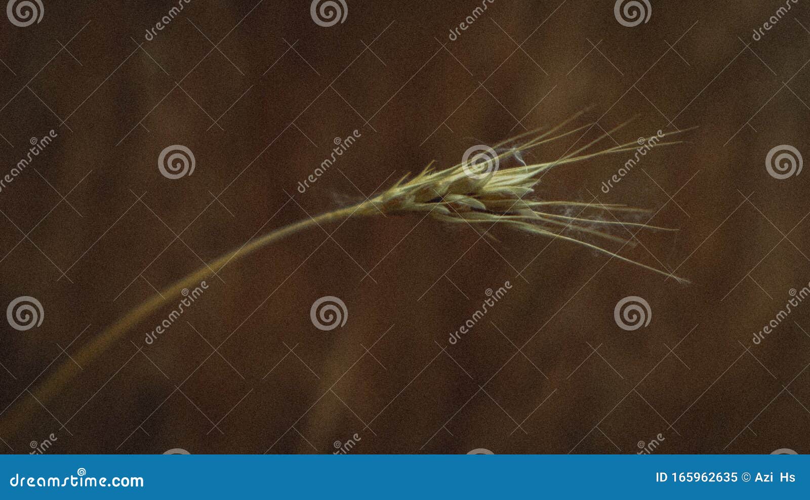 Fresh Wheat Branches in Spring ! Stock Image - Image of beauty, plant ...