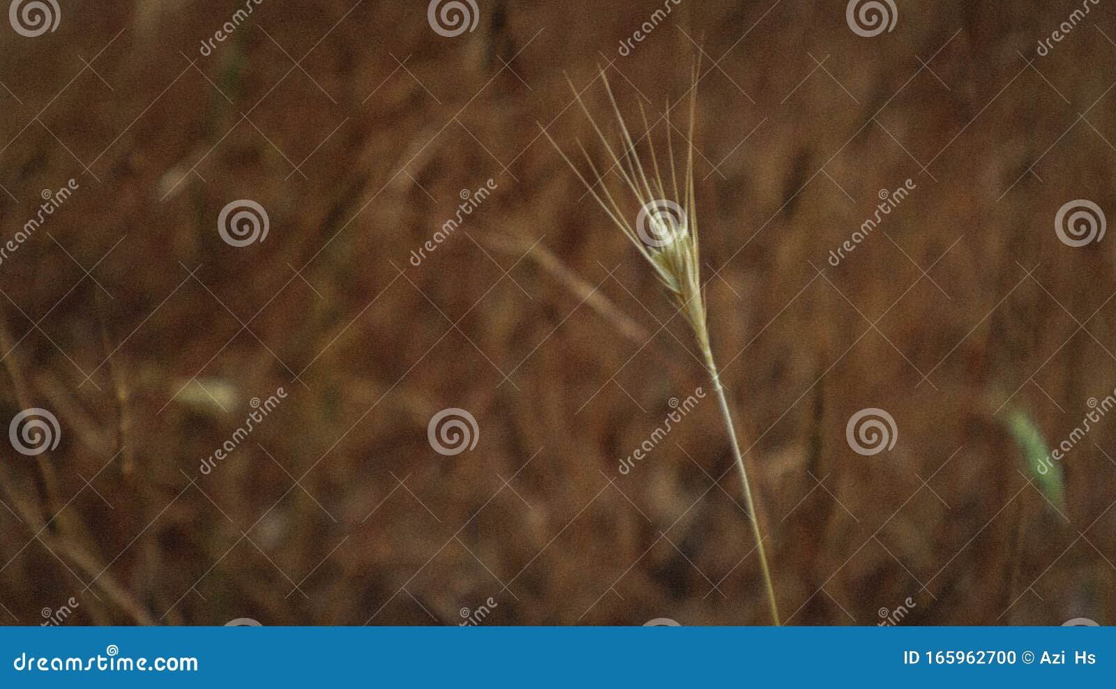 Fresh Wheat Branches in Spring ! Stock Photo - Image of artistic, plant ...
