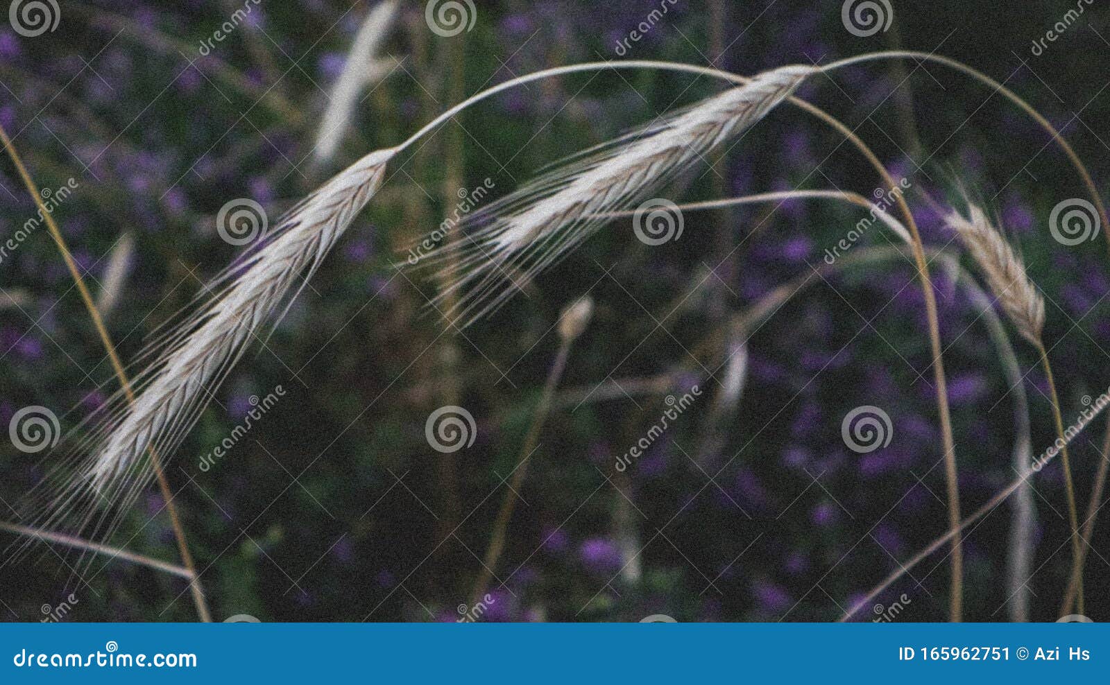 Fresh Wheat Branches in Spring ! Stock Image - Image of beauty, wheat ...