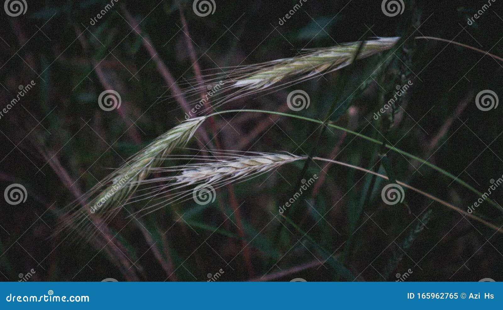 Fresh Wheat Branches in Spring ! Stock Image - Image of branch, spring ...