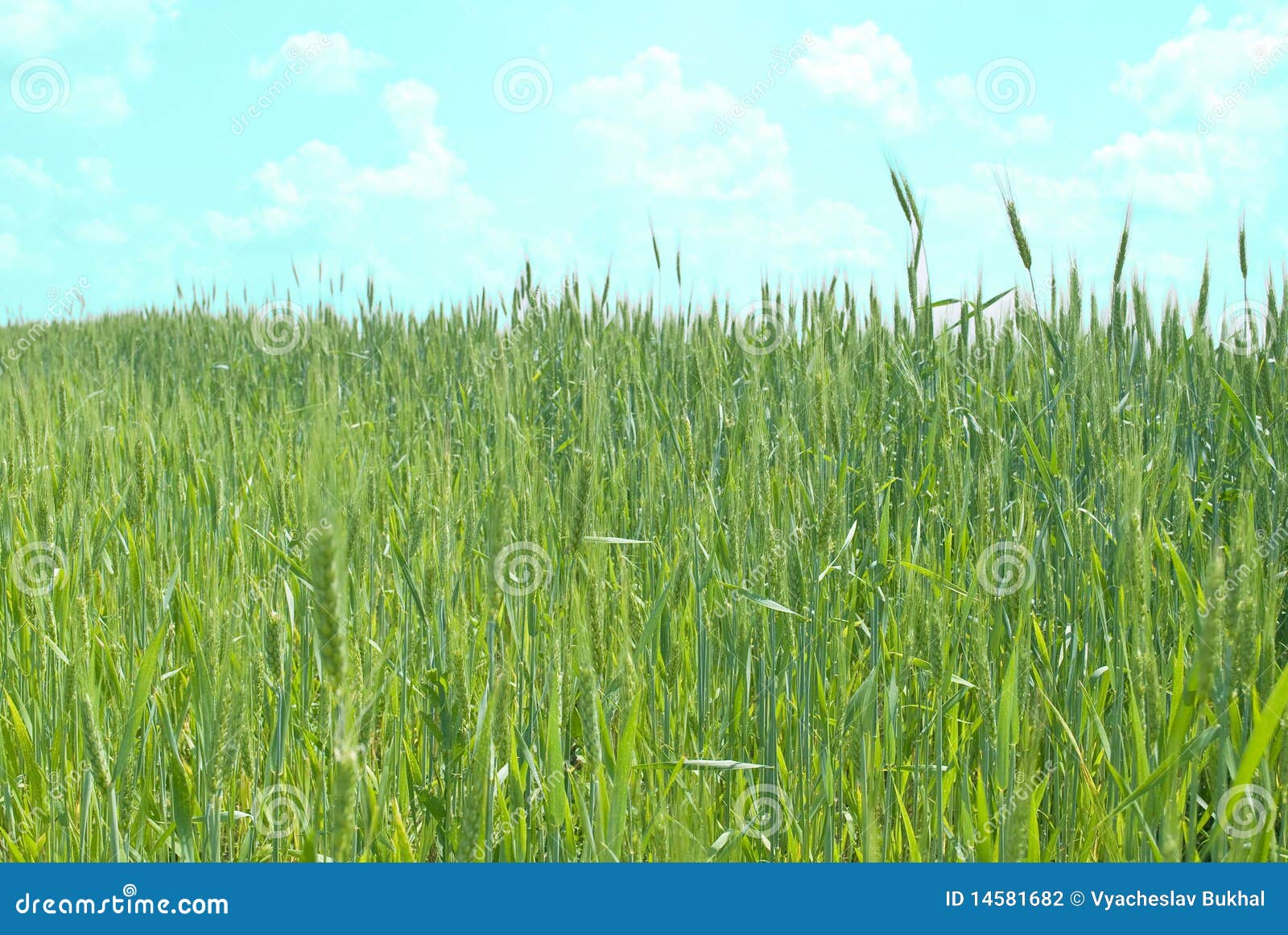 Fresh wheat field stock photo. Image of food, country - 14581682