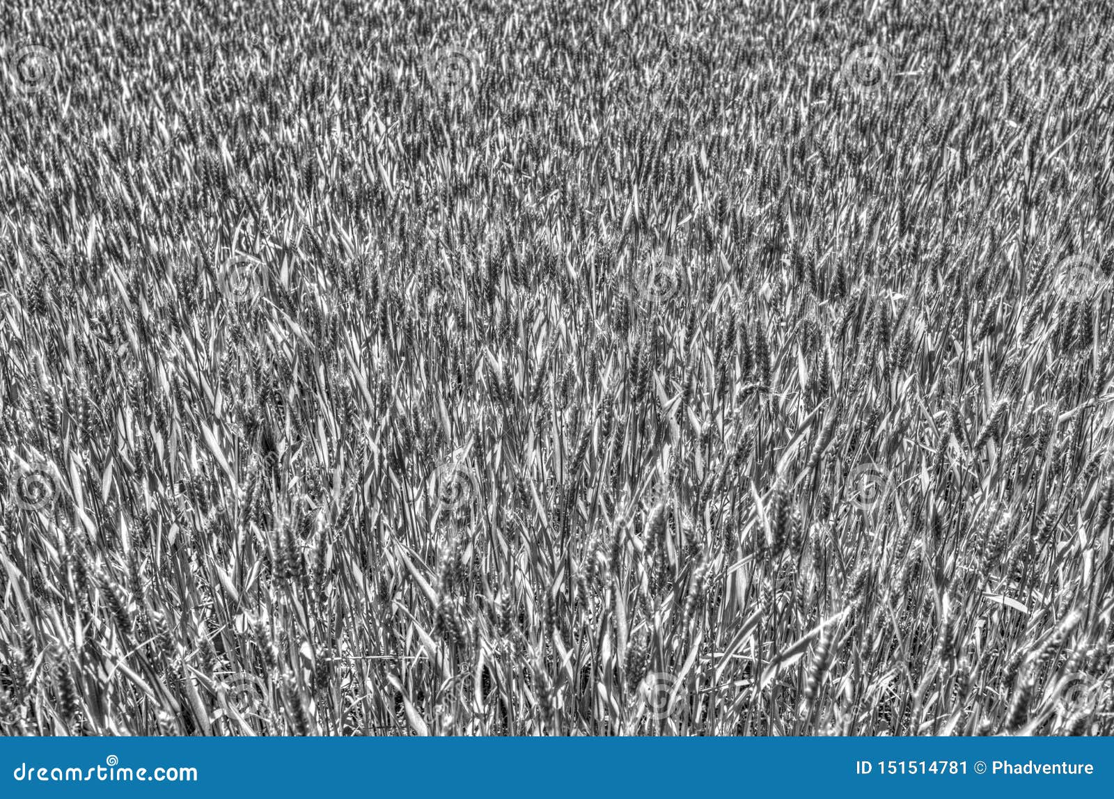Wheat Field Background in Black and White Stock Image - Image of cereal ...