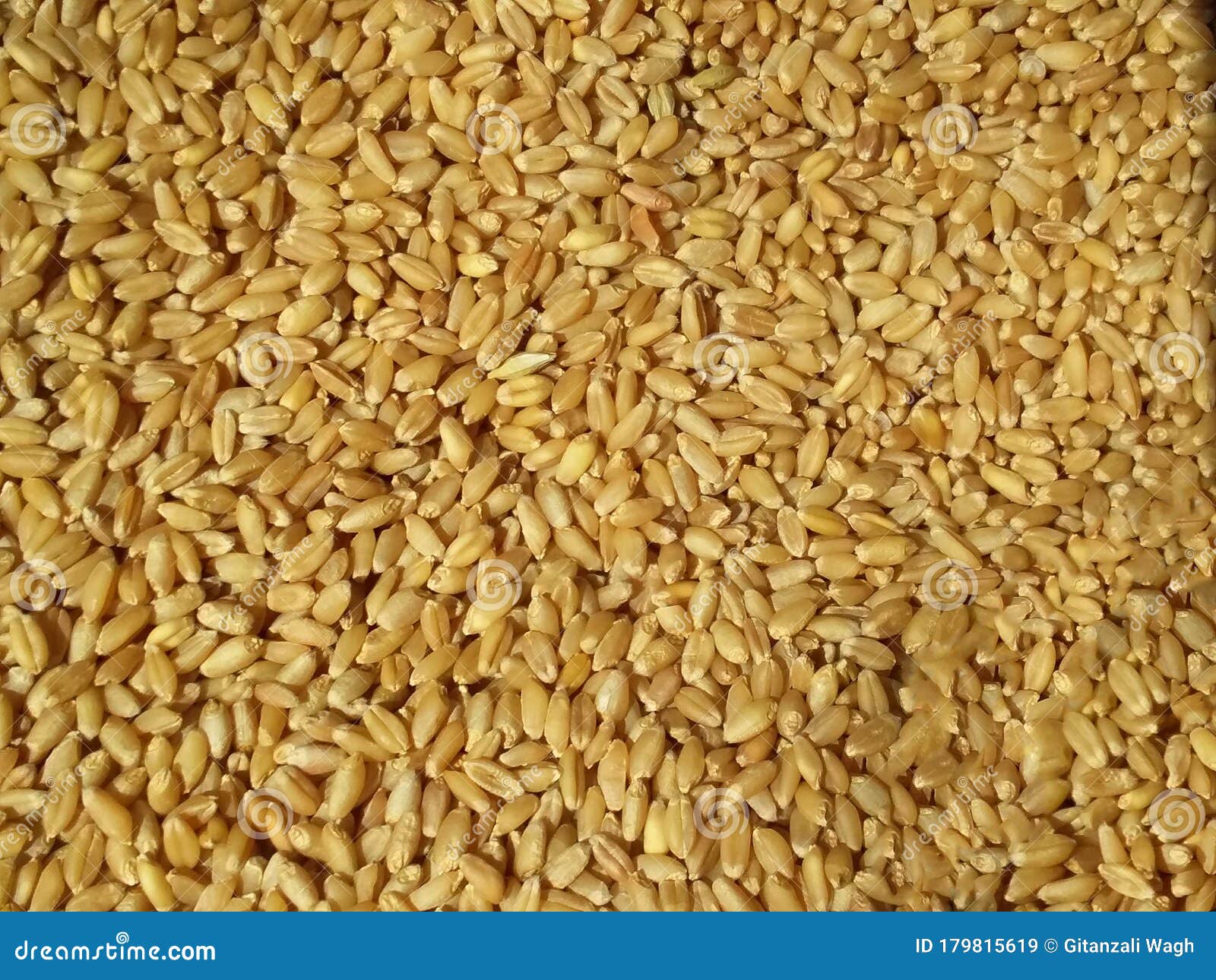 The Fresh Wheat Grain in Summer Stock Image - Image of summer, straw ...