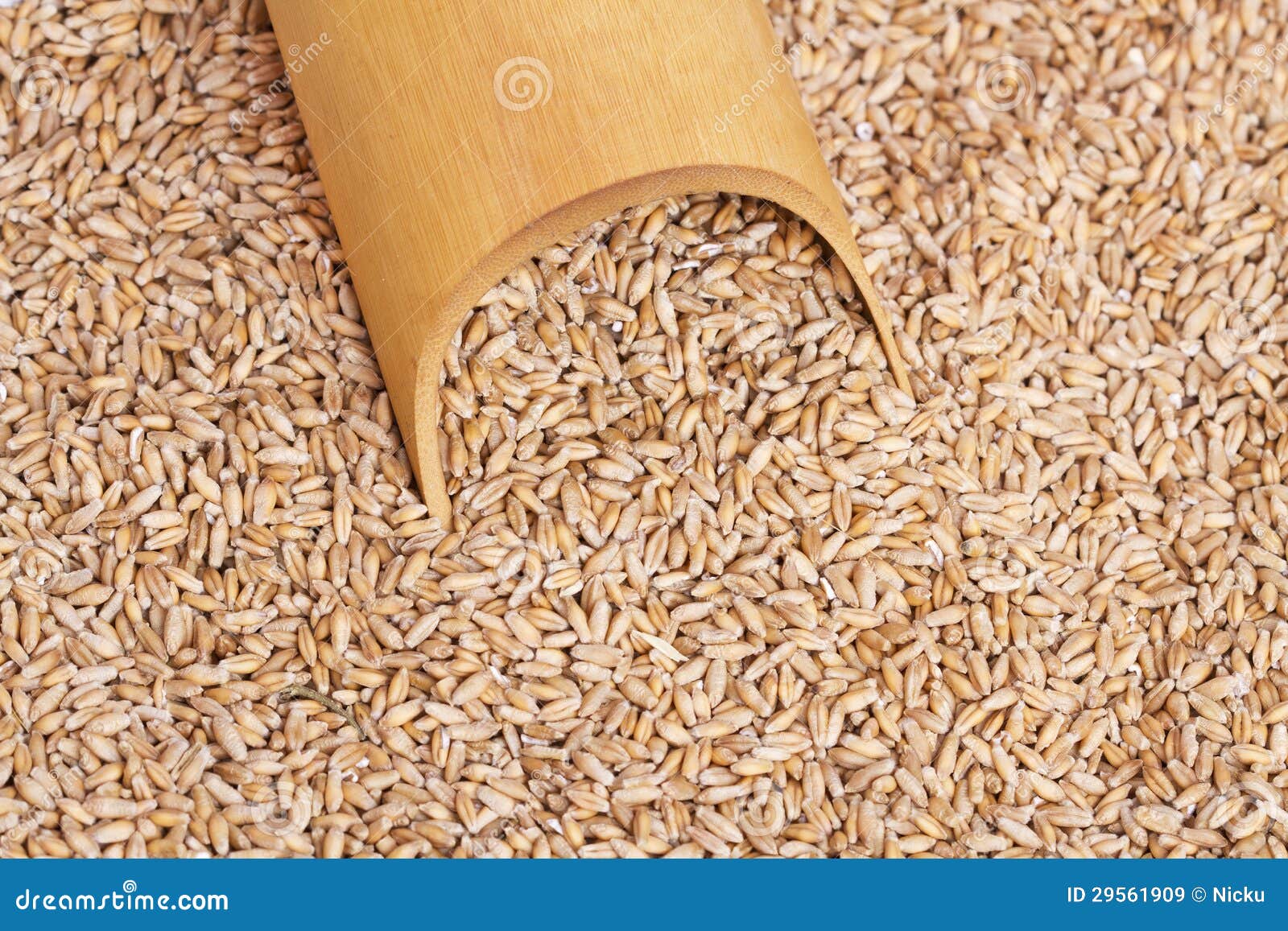 Fresh wheat grains stock image. Image of spread, wheat - 29561909