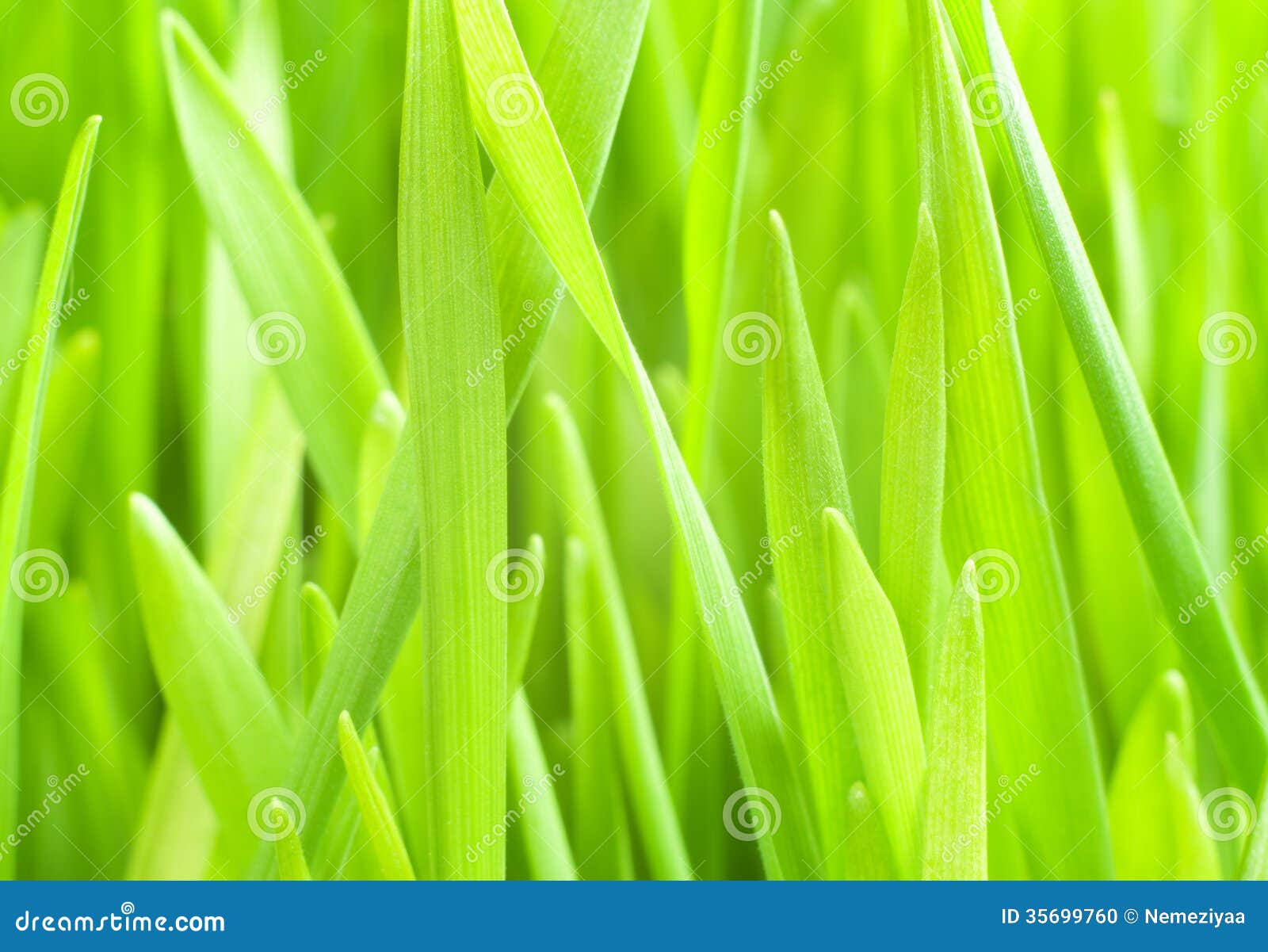 Fresh Wheat stock photo. Image of fresh, environmental - 35699760