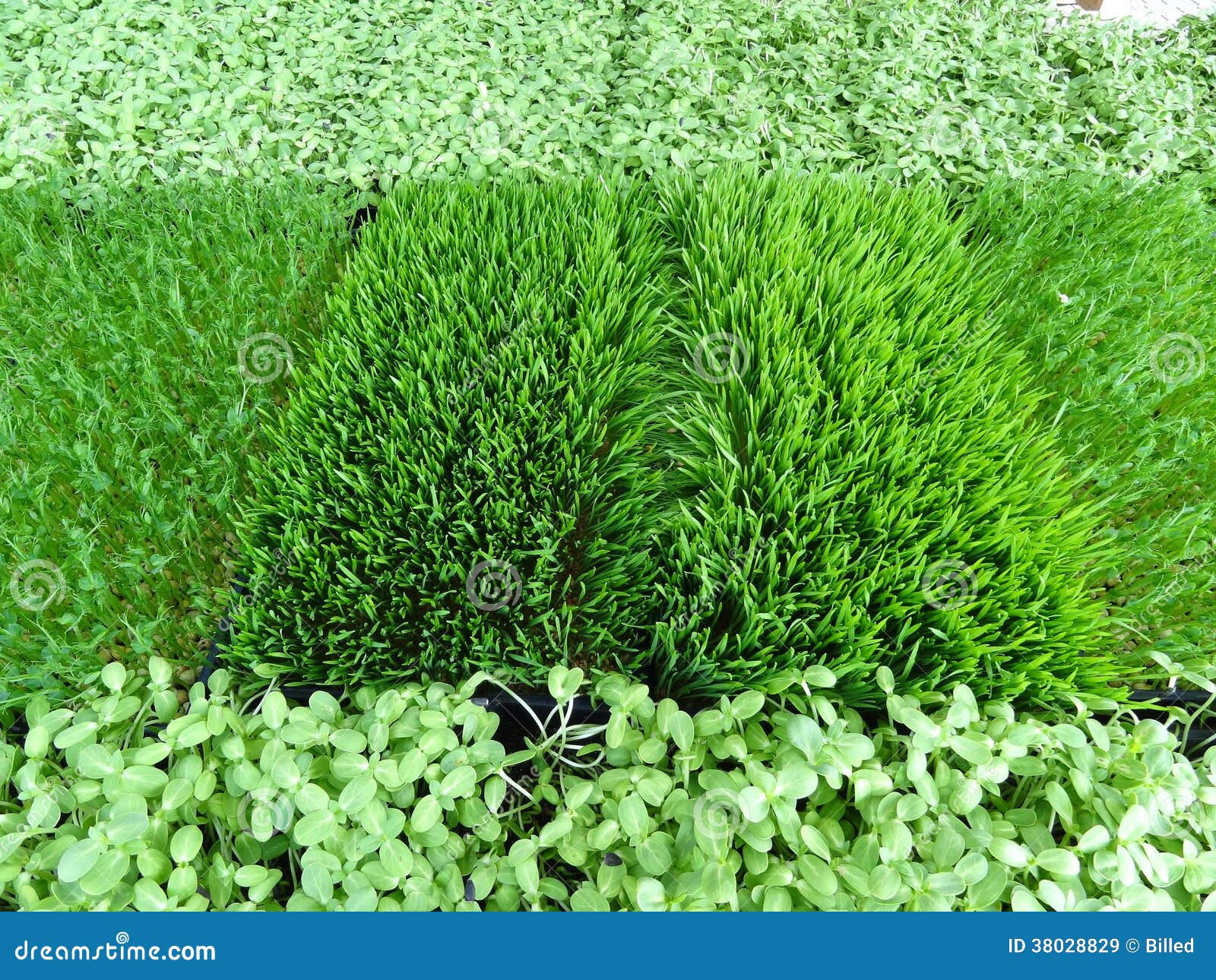 Fresh Wheat Grass for Juicing Stock Image - Image of boost, grow: 38028829