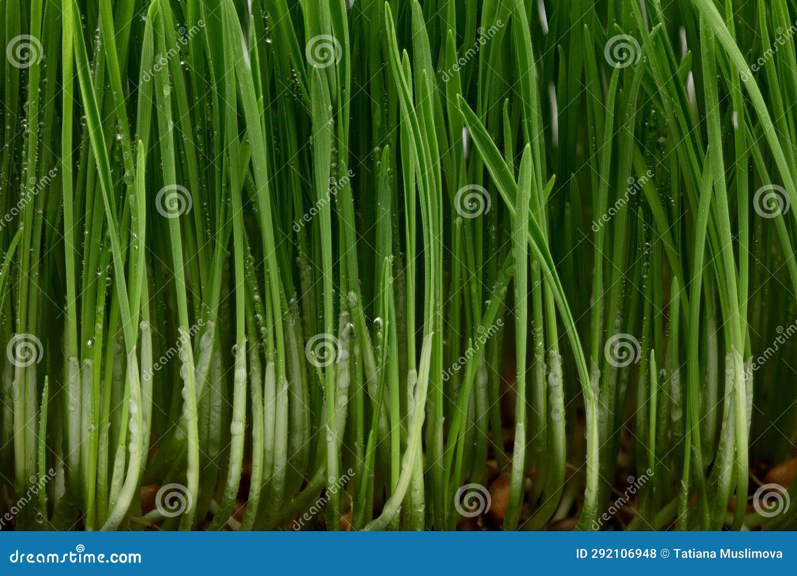 Fresh Wheat Grass Sprouted. Germinated Grains of Wheat Stock Photo ...