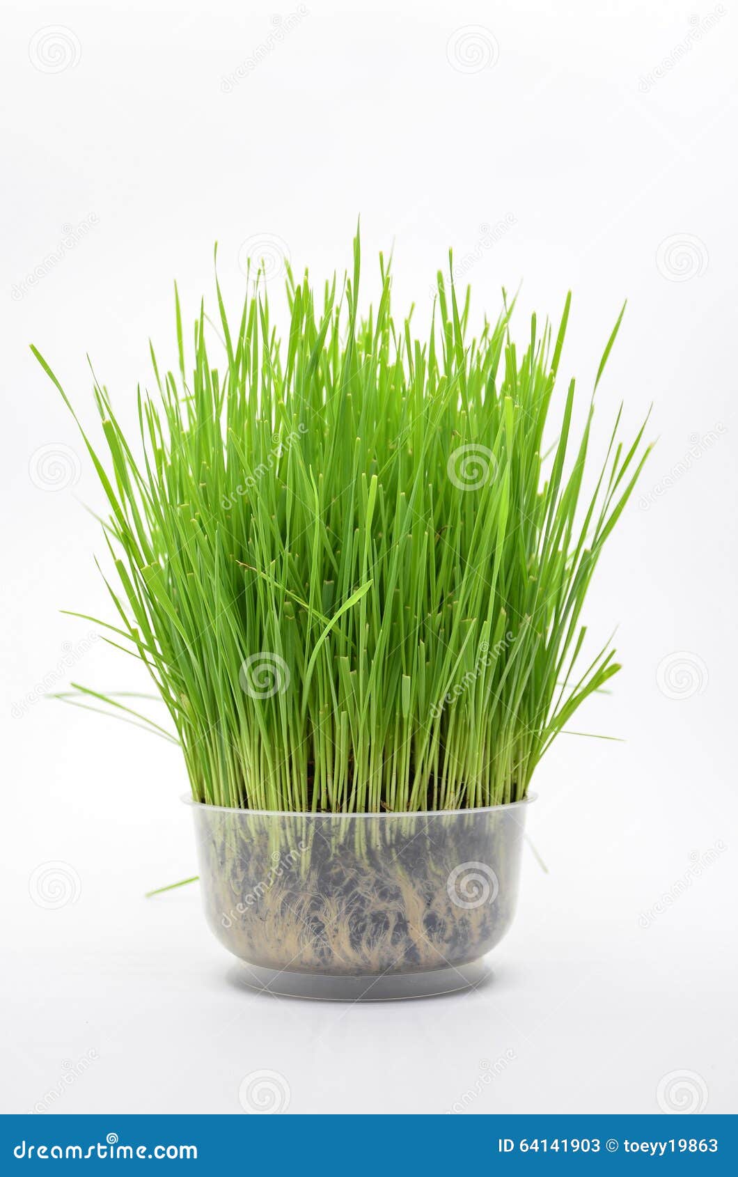 Fresh wheat stock image. Image of green, wheat, studio - 64141903