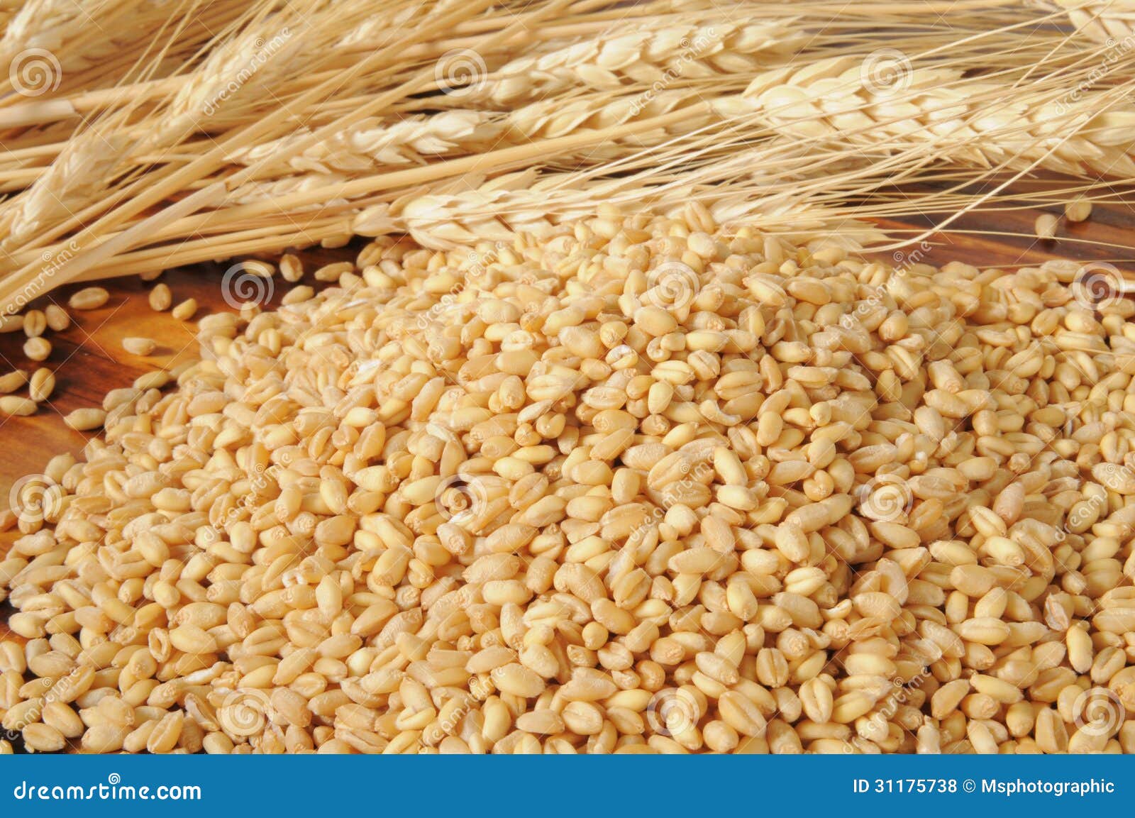 Fresh wheat kernels stock photo. Image of cereal, golden - 31175738