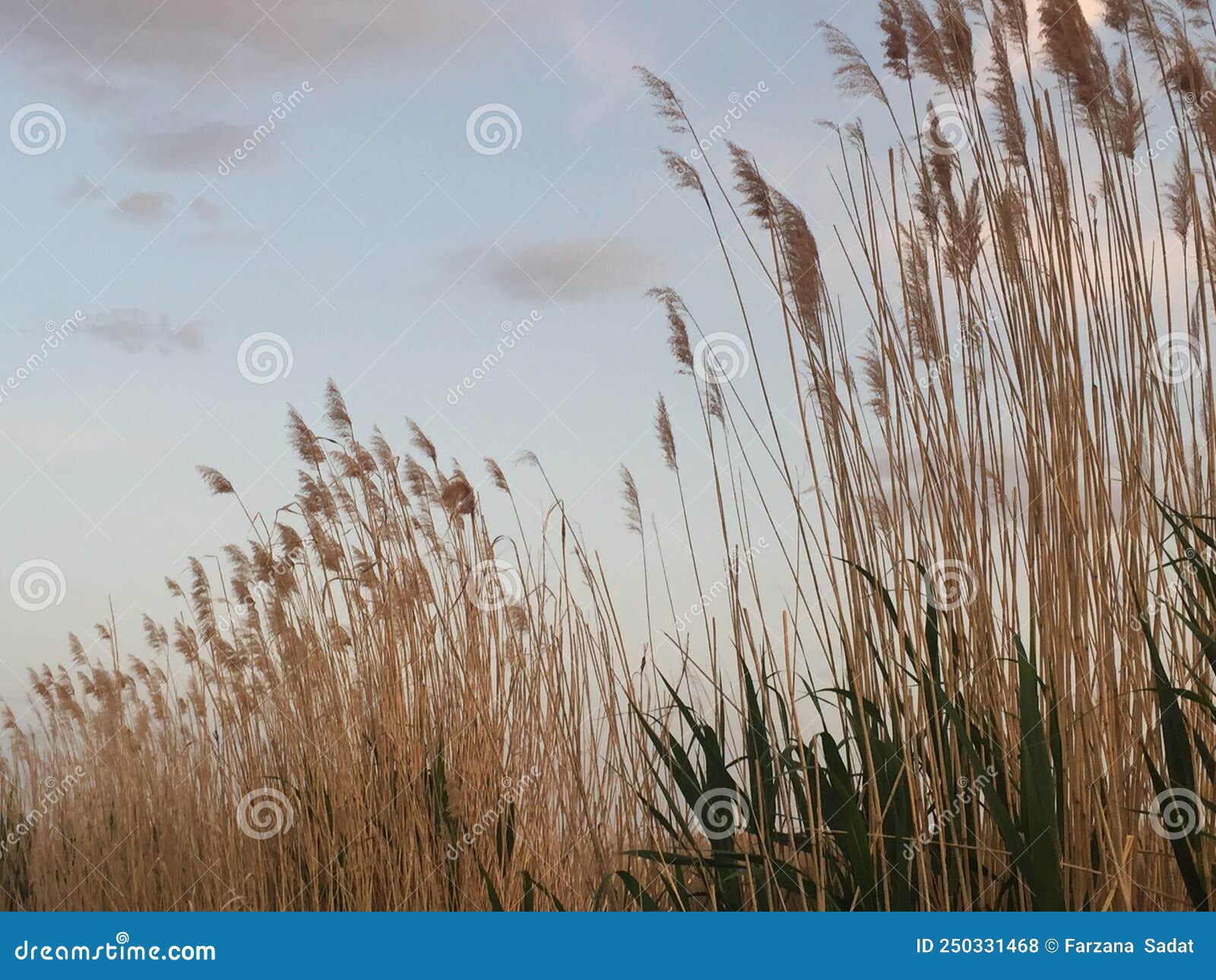 Fresh wheat in sky stock photo. Image of straw, landscape - 250331468