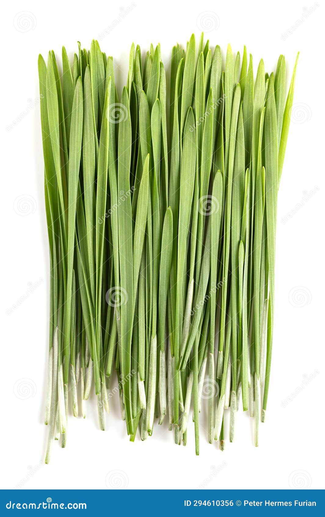 Fresh Wheatgrass, Bunch Sprouted First Leaves of Common Wheat Stock ...