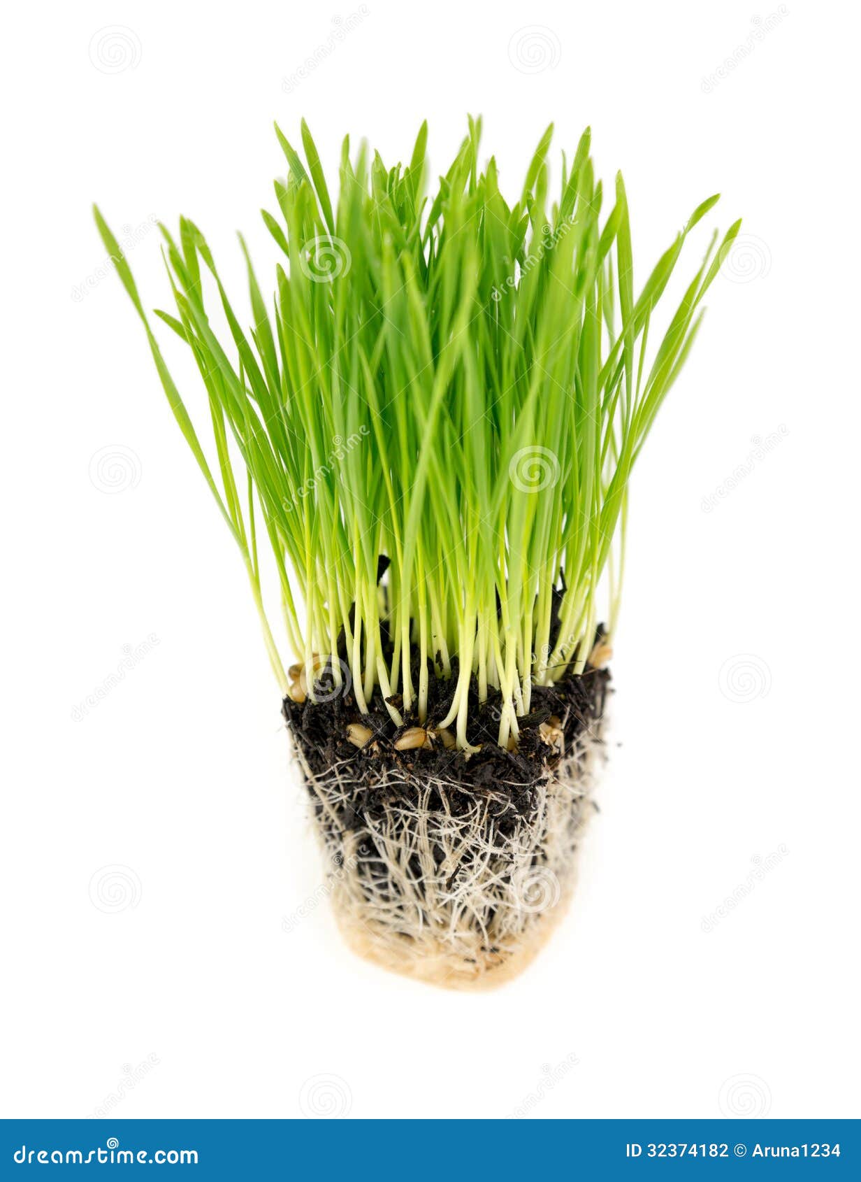 Fresh Wheatgrass Isolated on White Stock Photo - Image of dirt, soil ...