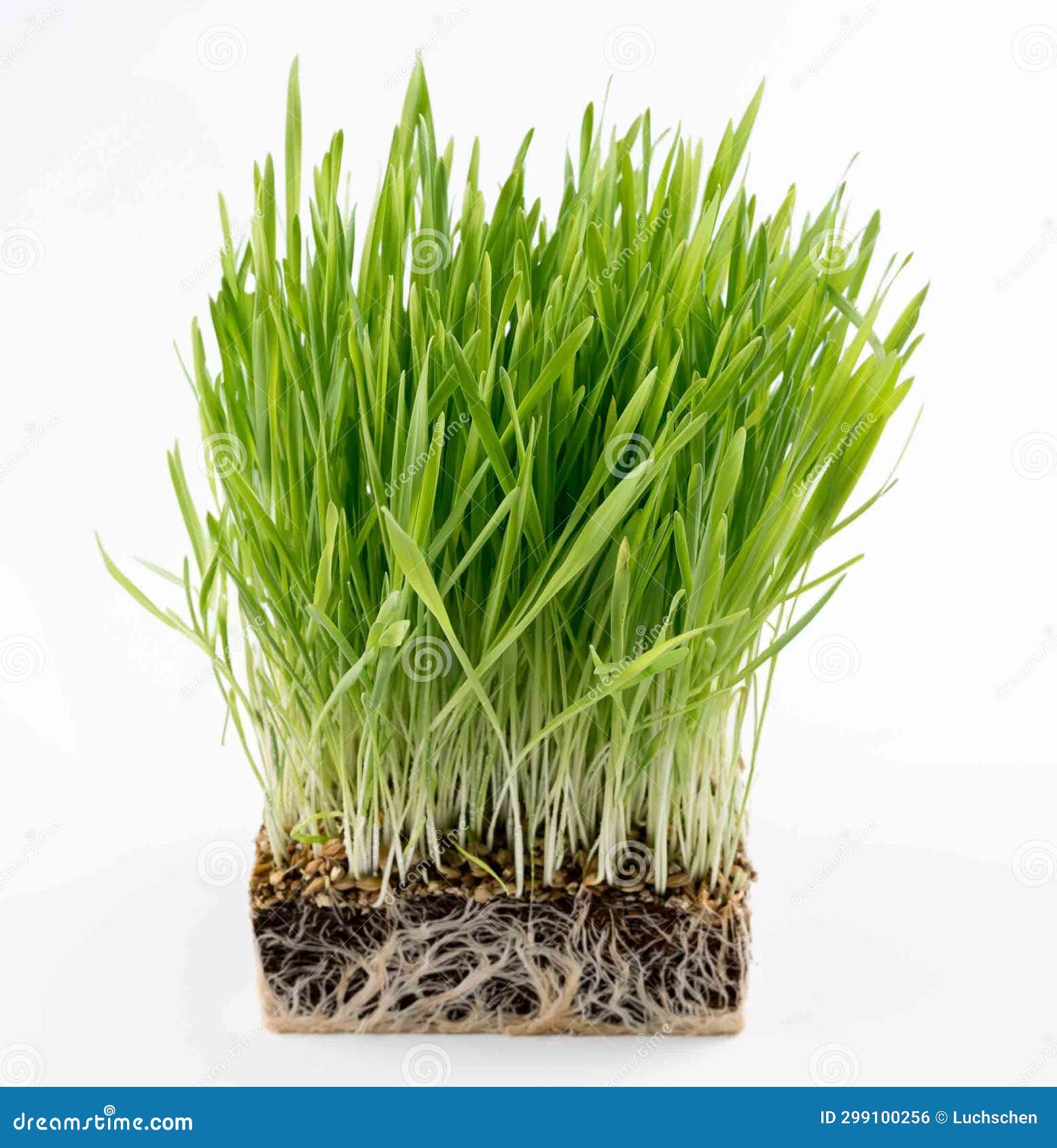 Fresh Wheatgrass Leaf on Isolated White Background Stock Photo - Image ...