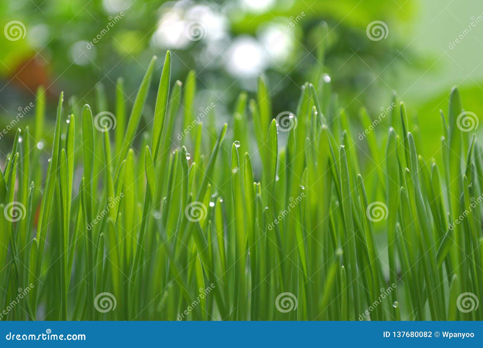 Fresh Wheatgrass with Water Drops Stock Photo - Image of thai, asia ...