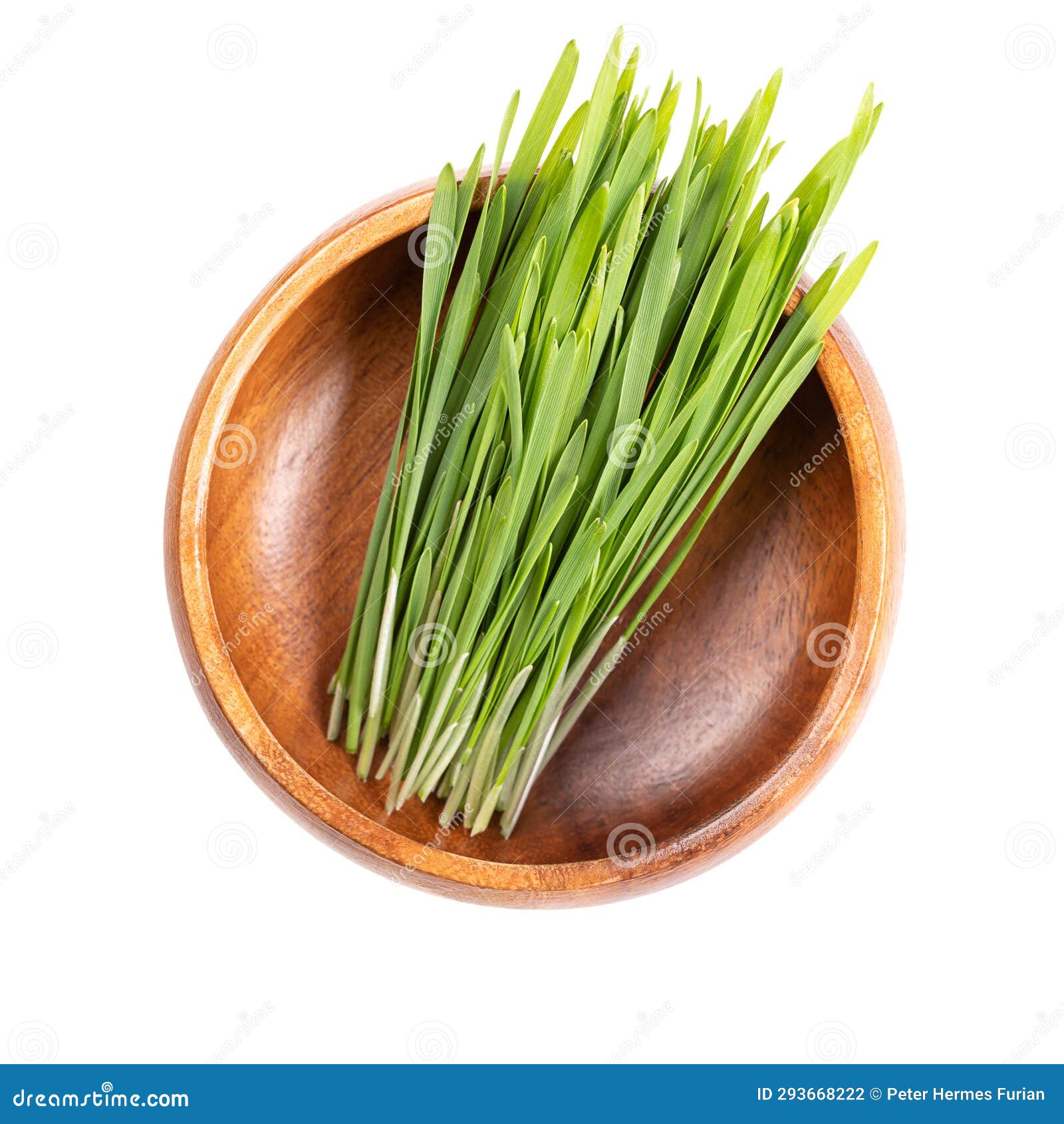 Fresh Wheatgrass, Sprouted First Leaves of Common Wheat in a Wooden ...