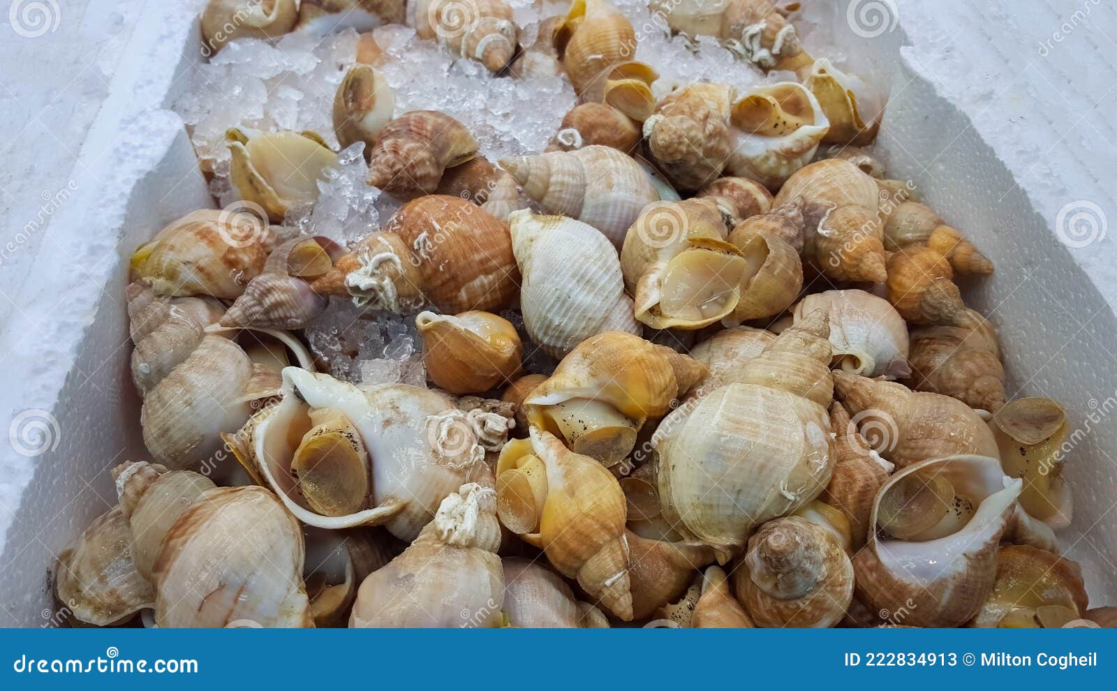 Pile Of Raw Whelks With Price Label At Seafood Market In Le Treport ...