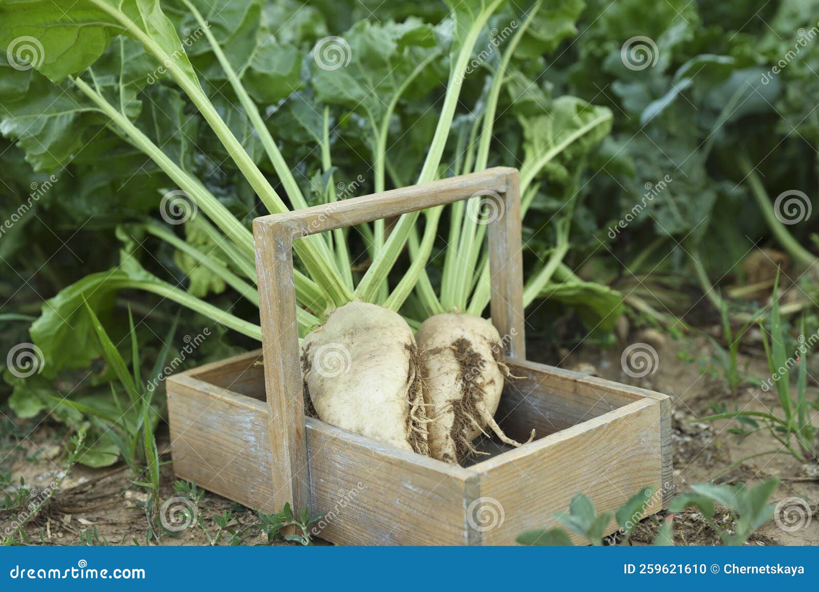 Fresh White Beet Plants in Wooden Crate Outdoors Stock Photo - Image of ...