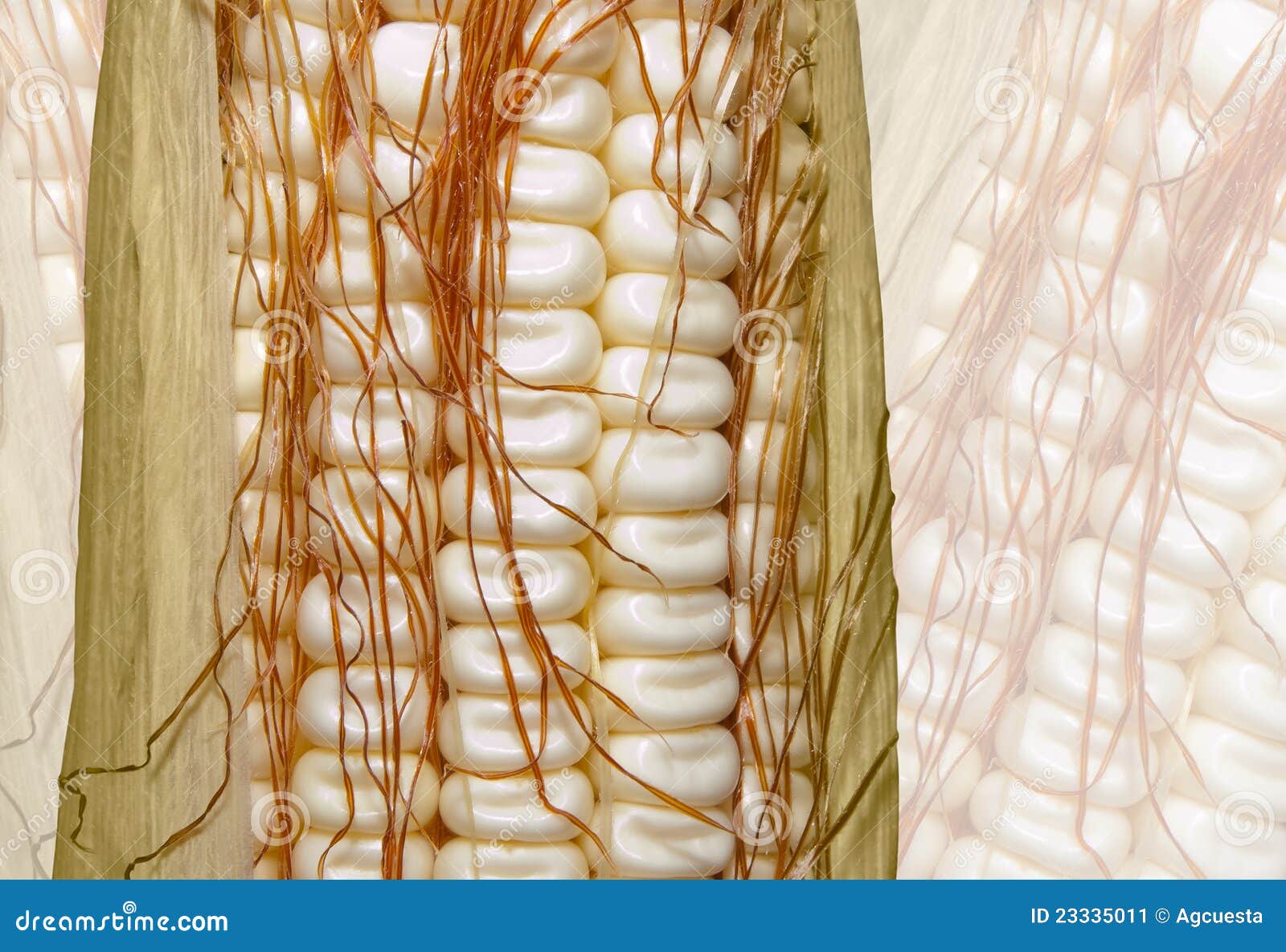 Fresh white corn cob stock image. Image of energy, harvesting - 23335011