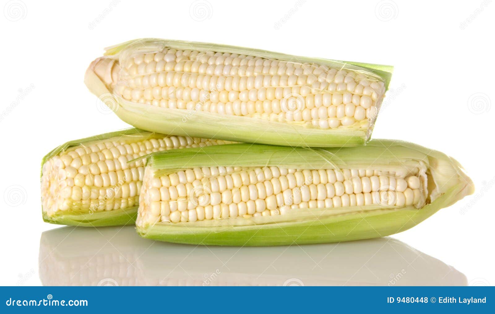 Fresh White Corn on the Cob Stock Photo - Image of summer, natural: 9480448