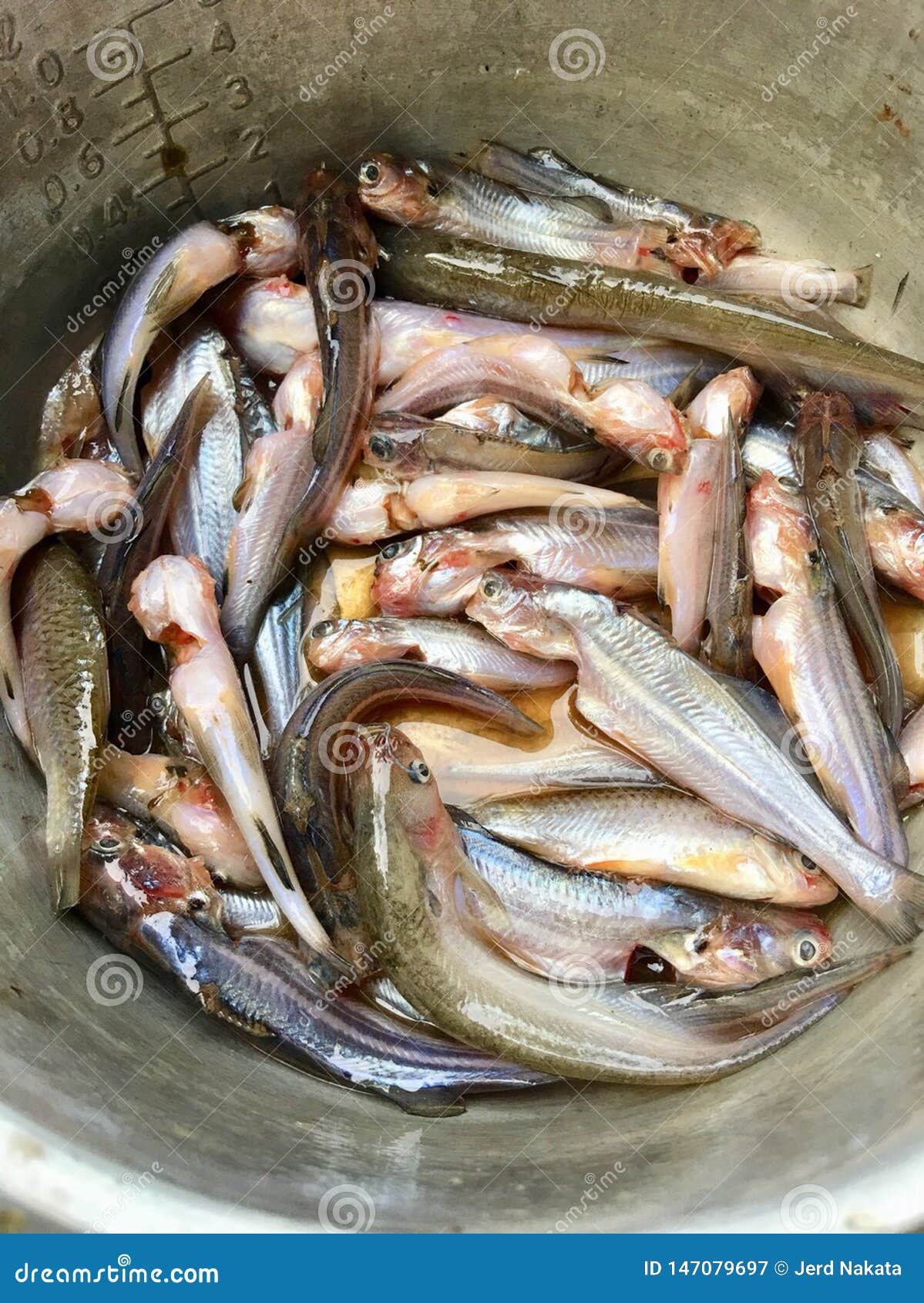 Fresh White Fish from River Stock Image - Image of background, natural ...