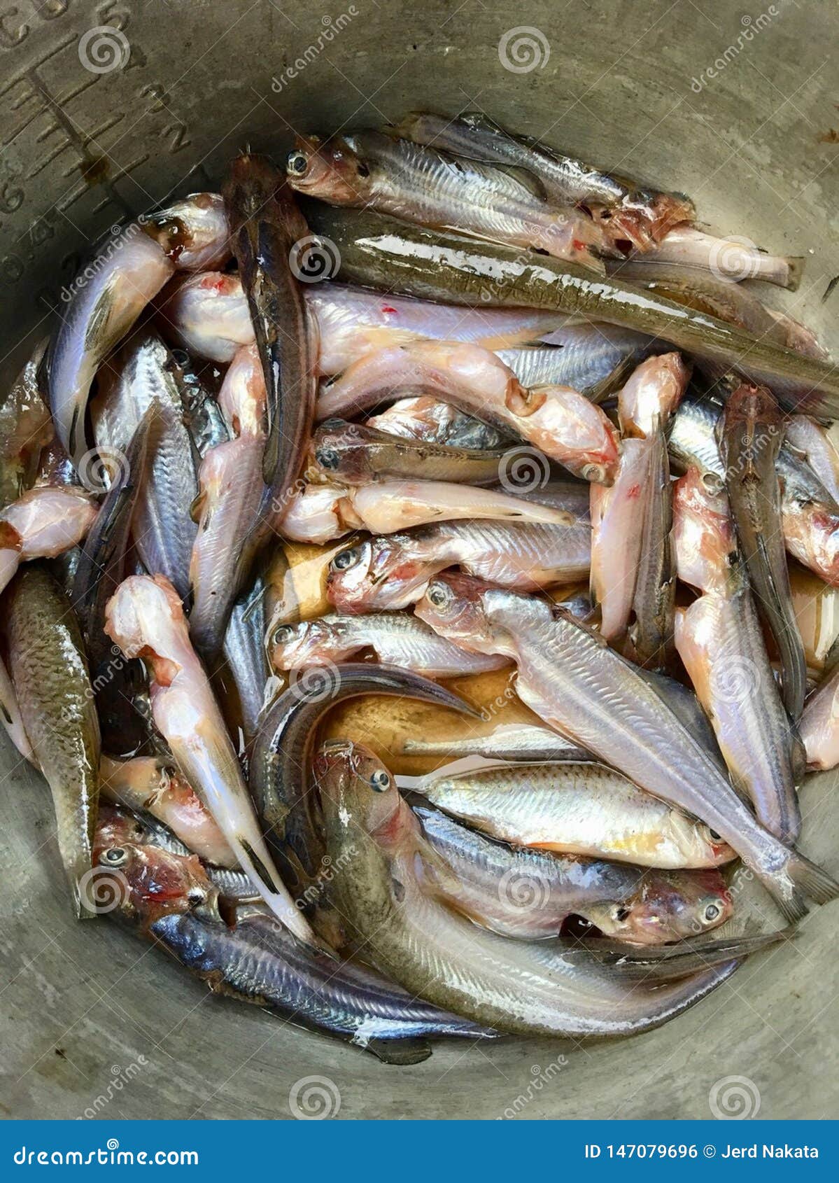 Fresh White Fish from River Stock Photo - Image of delicious, animal ...