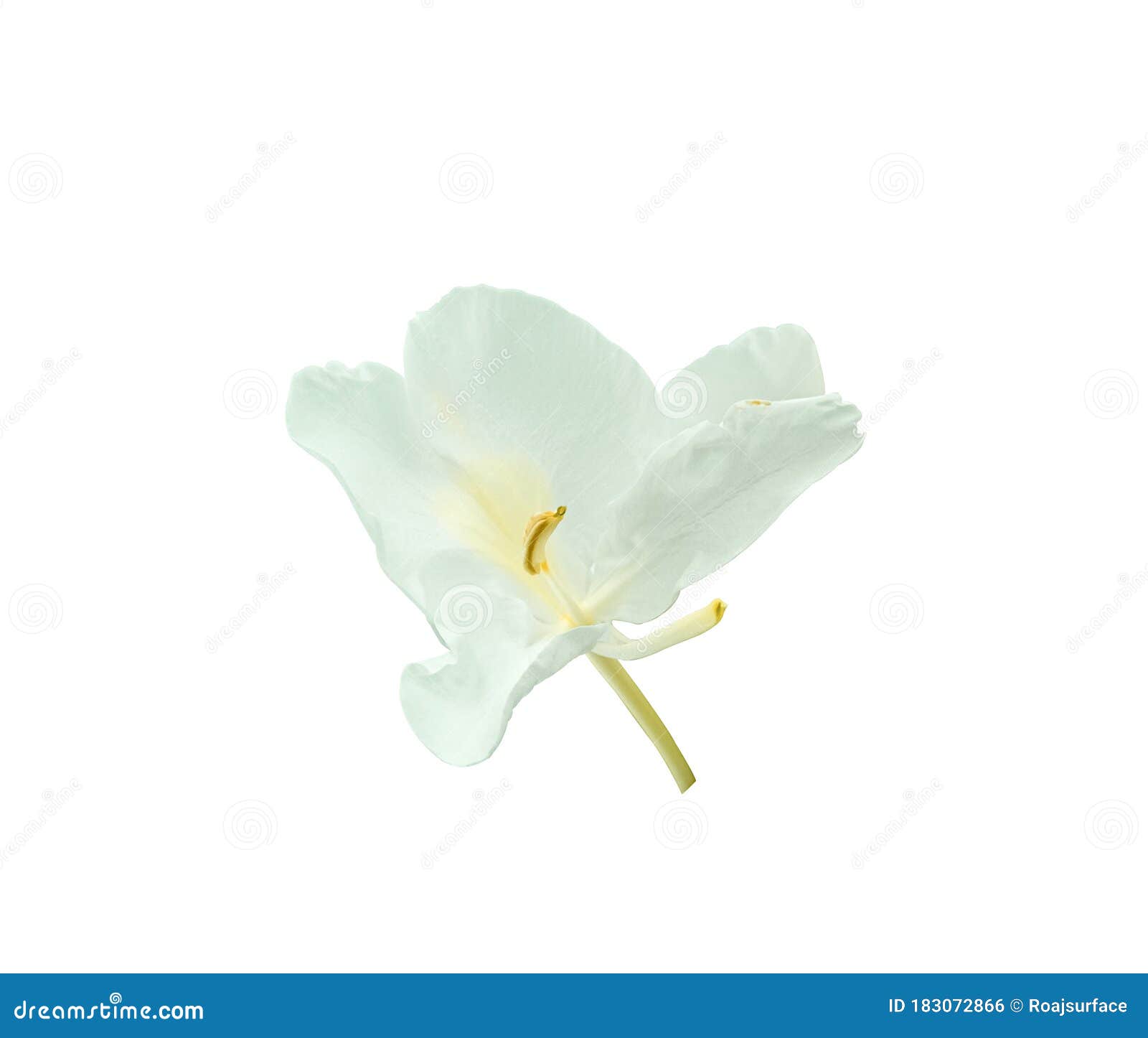 Fresh White Flower Blooming Isolated on White Background with Clipping ...