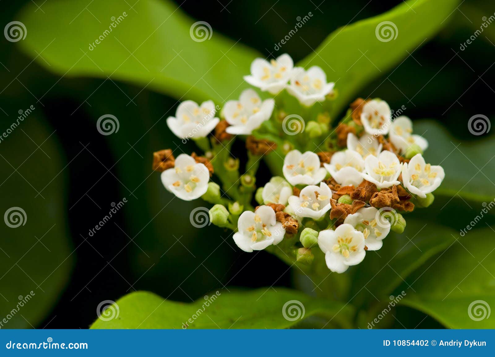 Fresh white flowers stock photo. Image of flower, color - 10854402