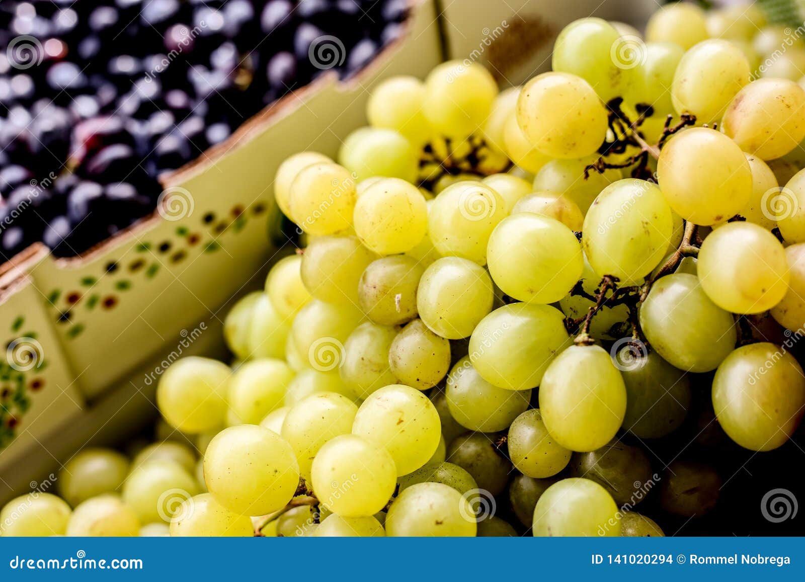 Fresh white grapes stock photo. Image of italy, autumn - 141020294