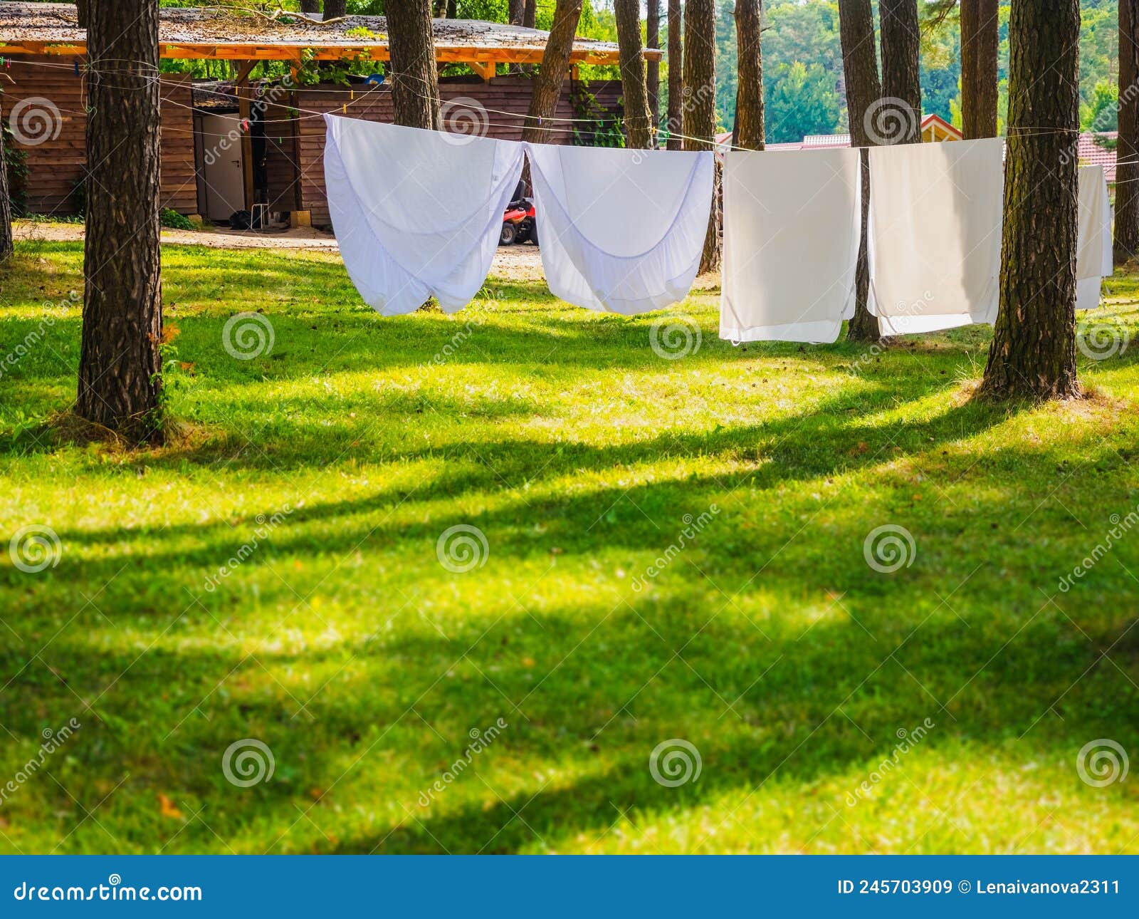 Fresh White Laundry Outdoor between Pine Trees in a Summer Camp in a ...