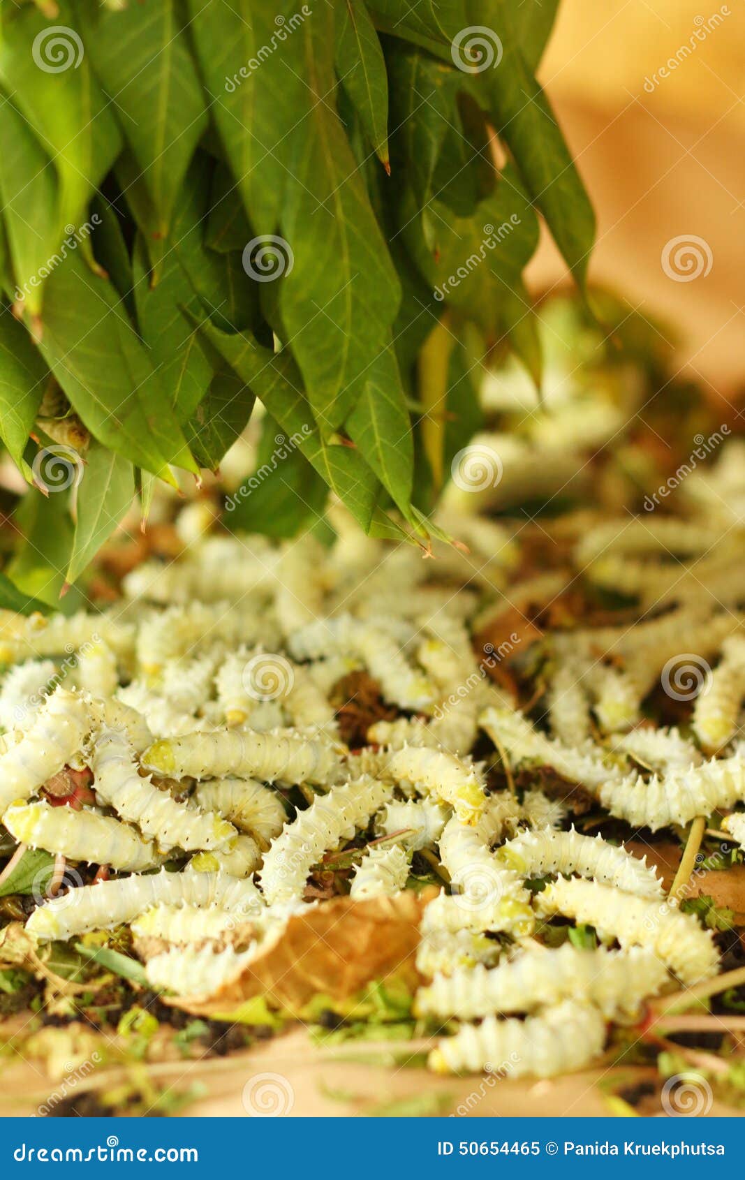 Living Maggots Background Royalty-Free Stock Photo | CartoonDealer.com ...