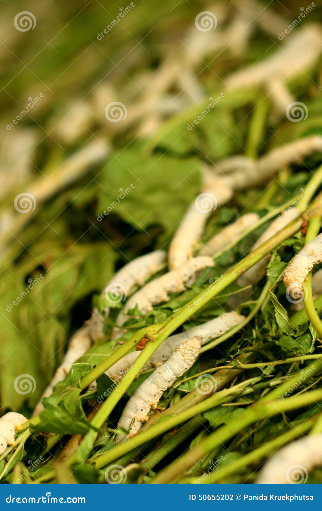 Fresh White Maggots in the Tray at the Garden Stock Photo - Image of ...